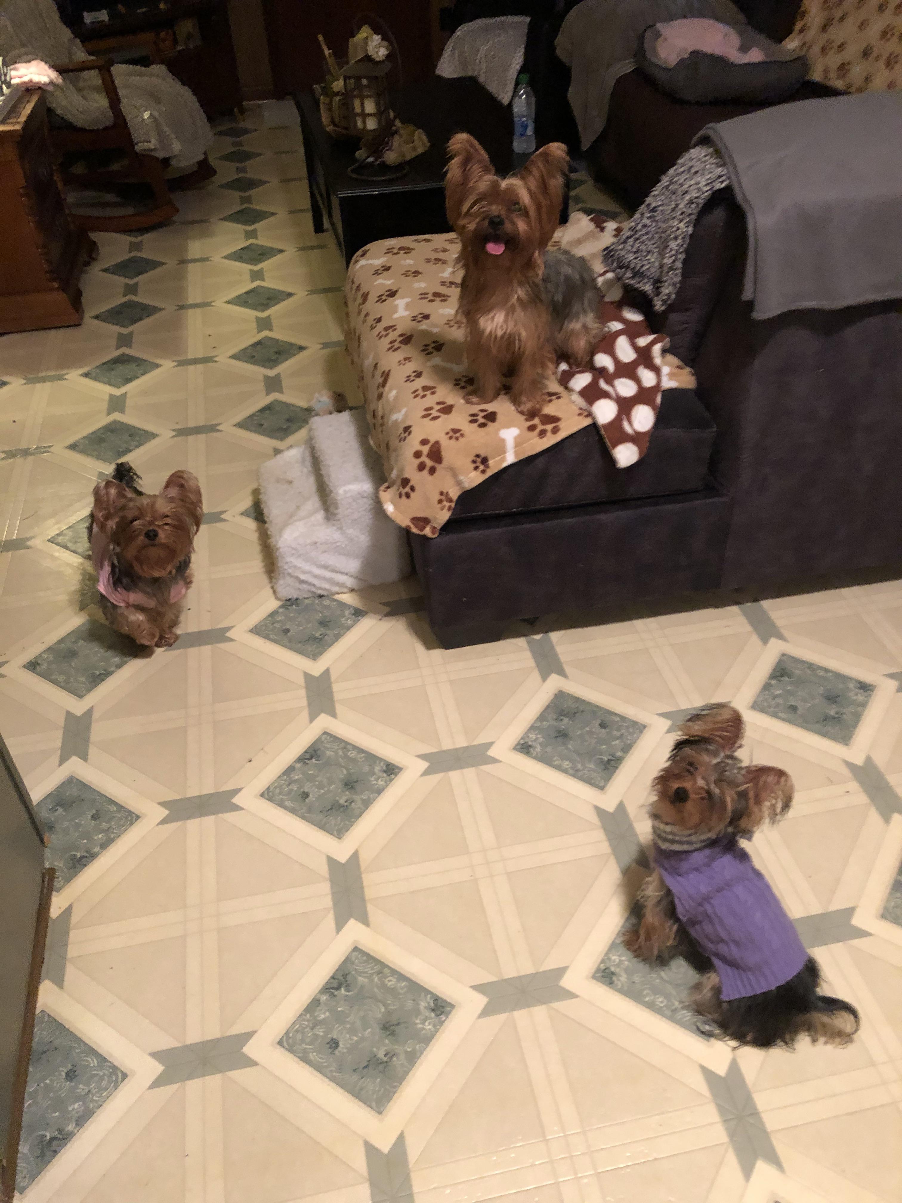 The 3 Bears got to play inside today because of the ☔️ rain! | Scrolller