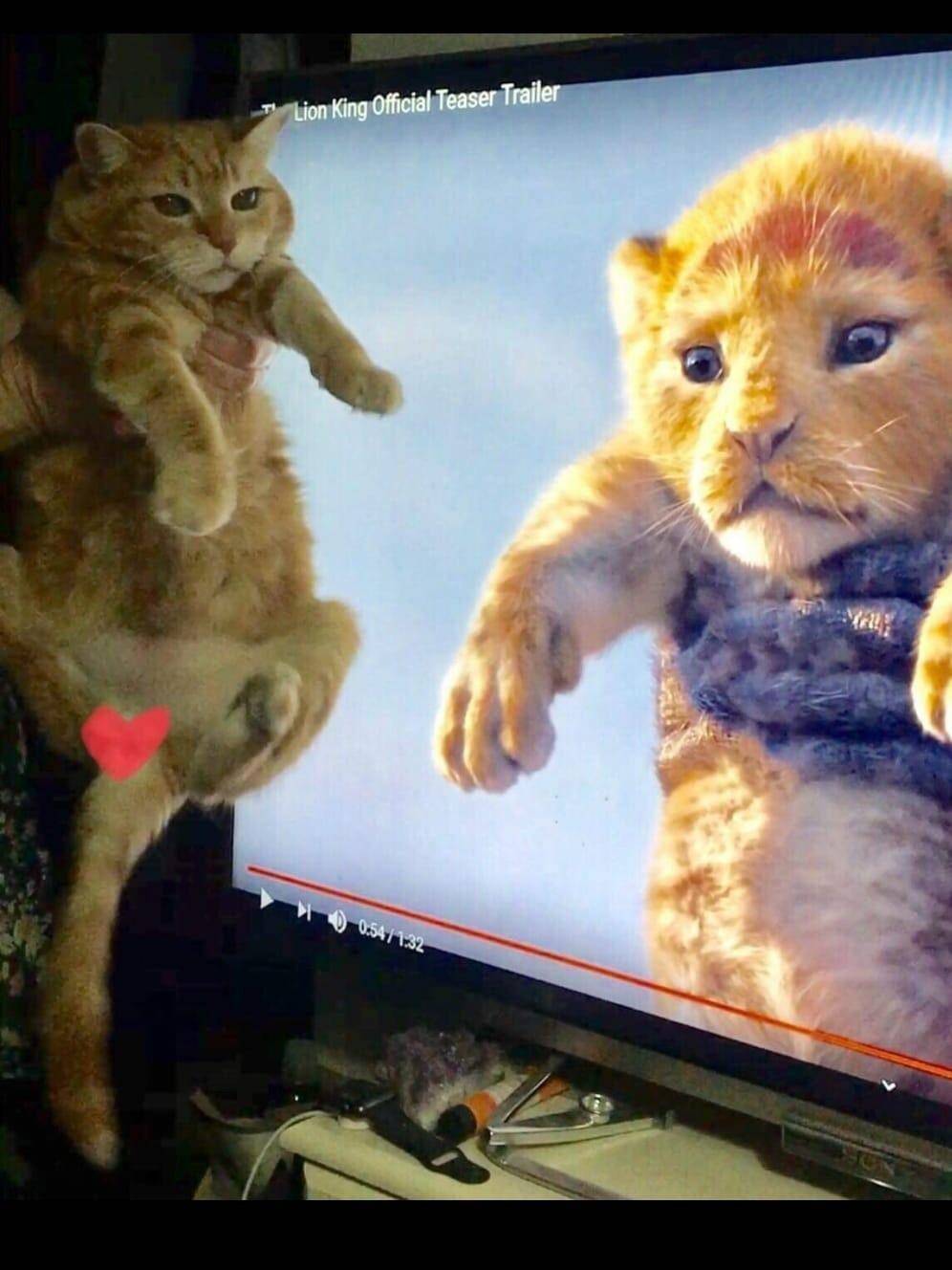 The actual live-action Lion King | Scrolller