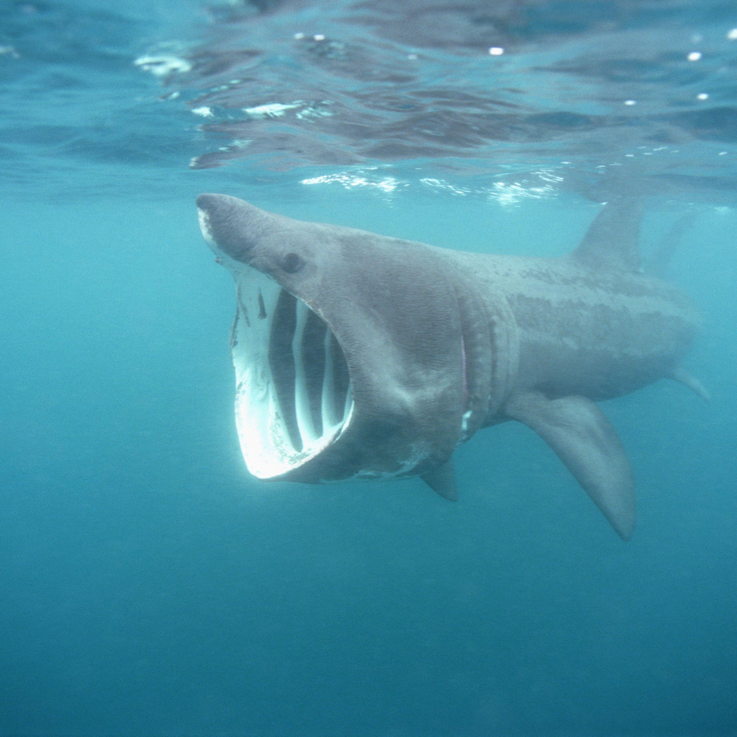 The Basking Shark, aka shark pog | Scrolller