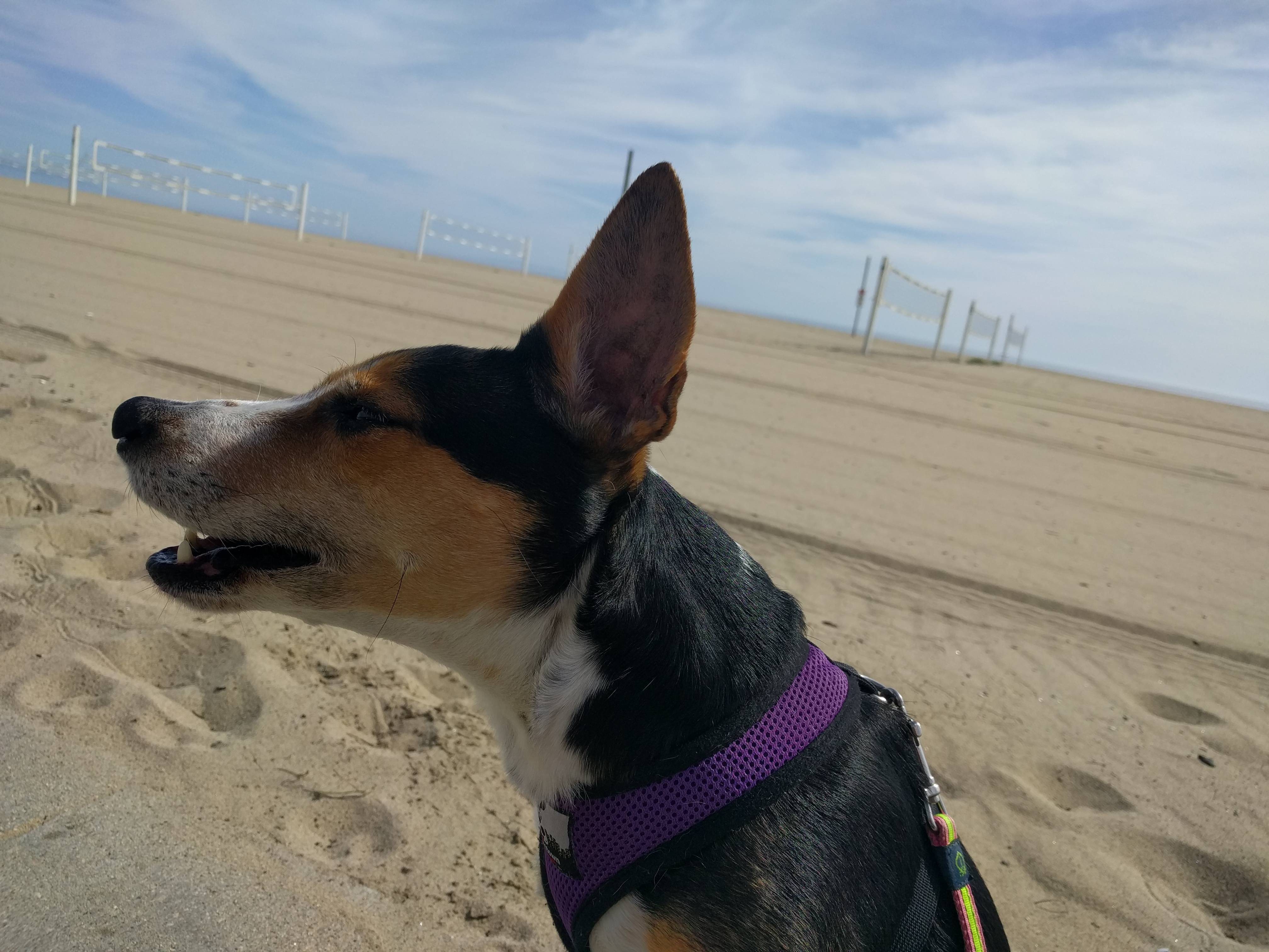 The beach makes her sneeze. | Scrolller