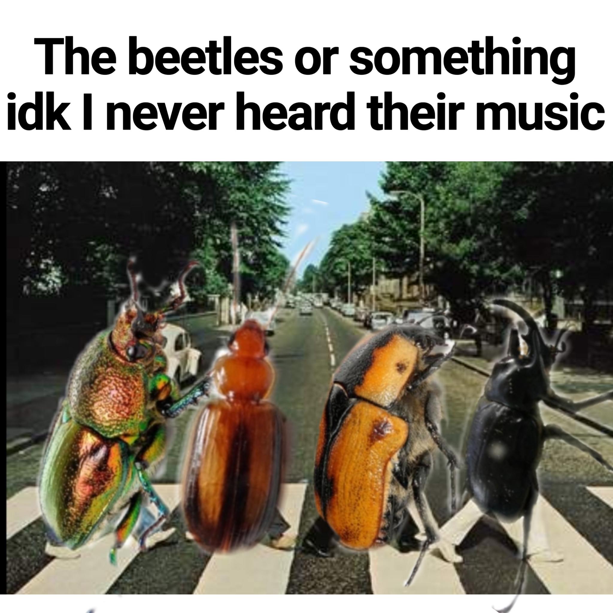 The beetles | Scrolller