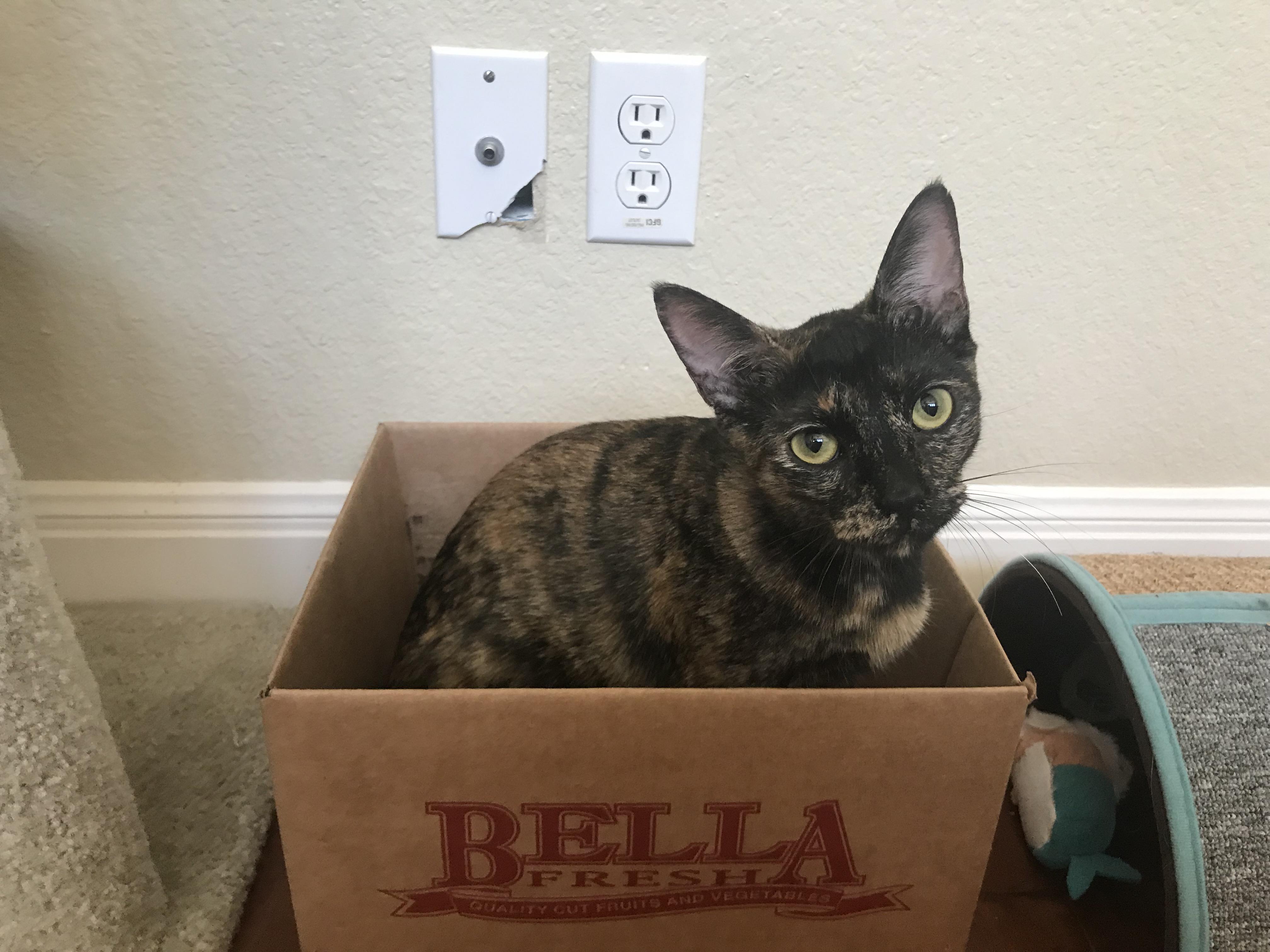 The Bella trap caught a Bella(trix)! Now to see if she’s is as fresh as the trap claims ...