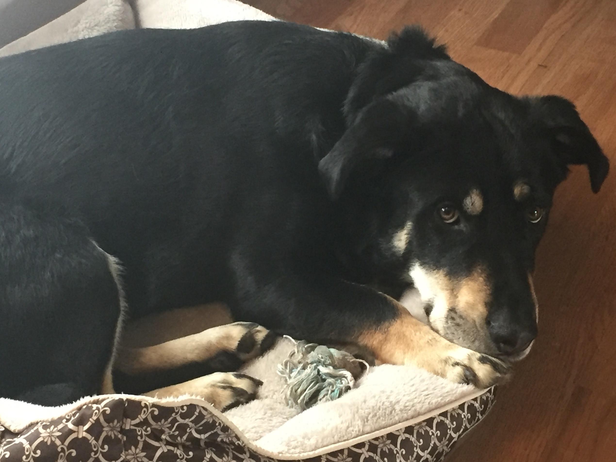 The best boi | Scrolller