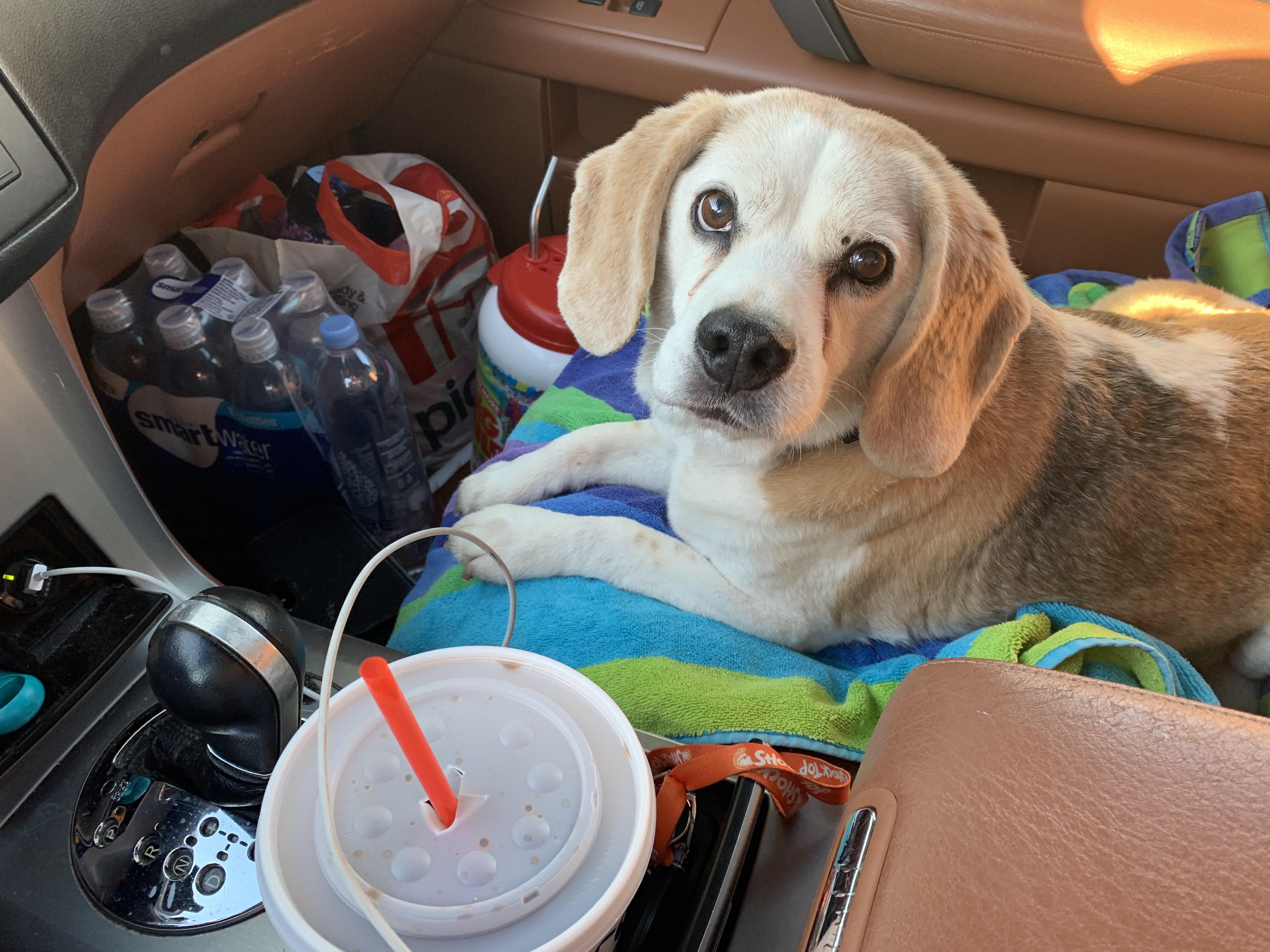 The best co-pilot ever!! Forever by my side just how I like it!! My ...