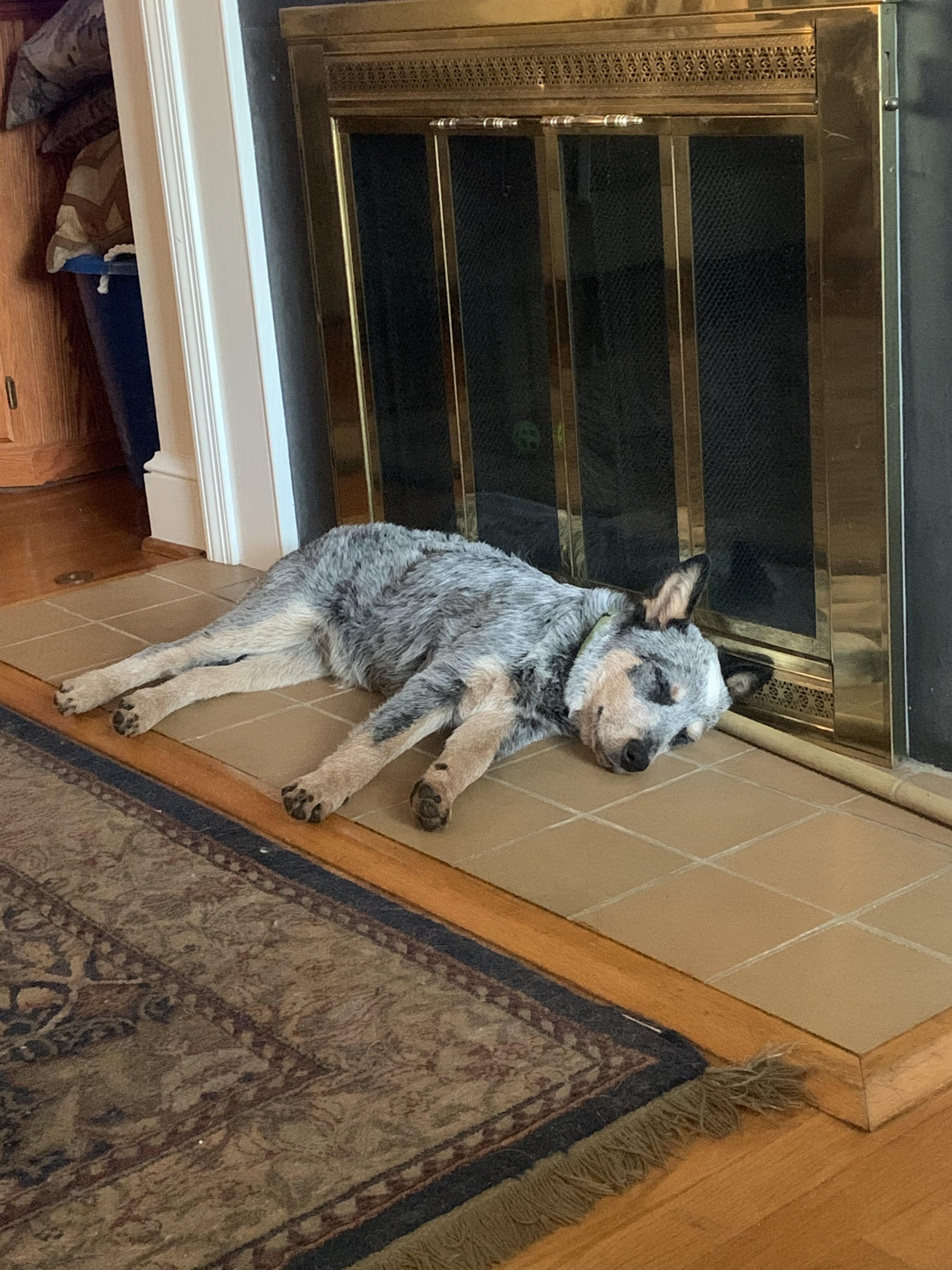 The best dogs | Scrolller