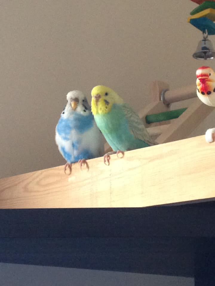 The best lockscreen I've ever had. My birbs make me smile wherever I go | Scrolller