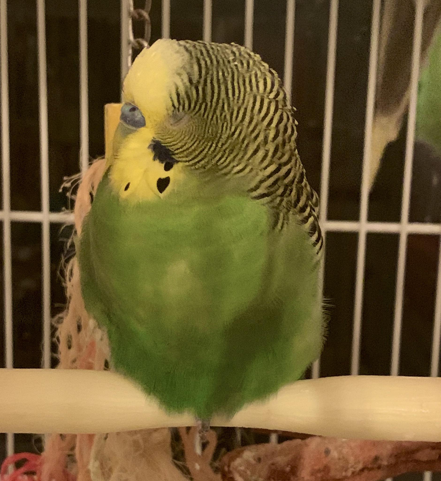 the borb is sleeping | Scrolller