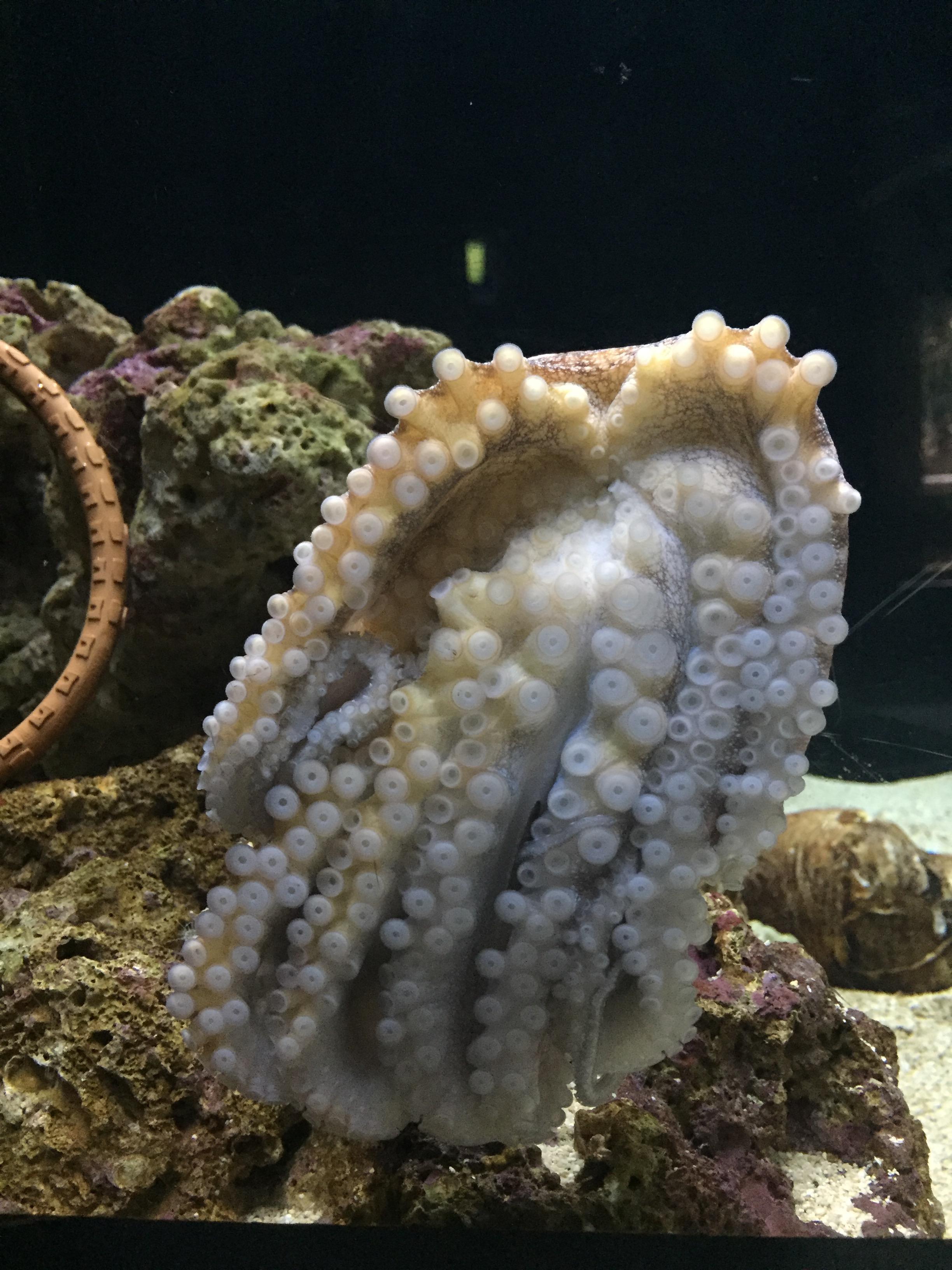 The bottom of an octopus | Scrolller