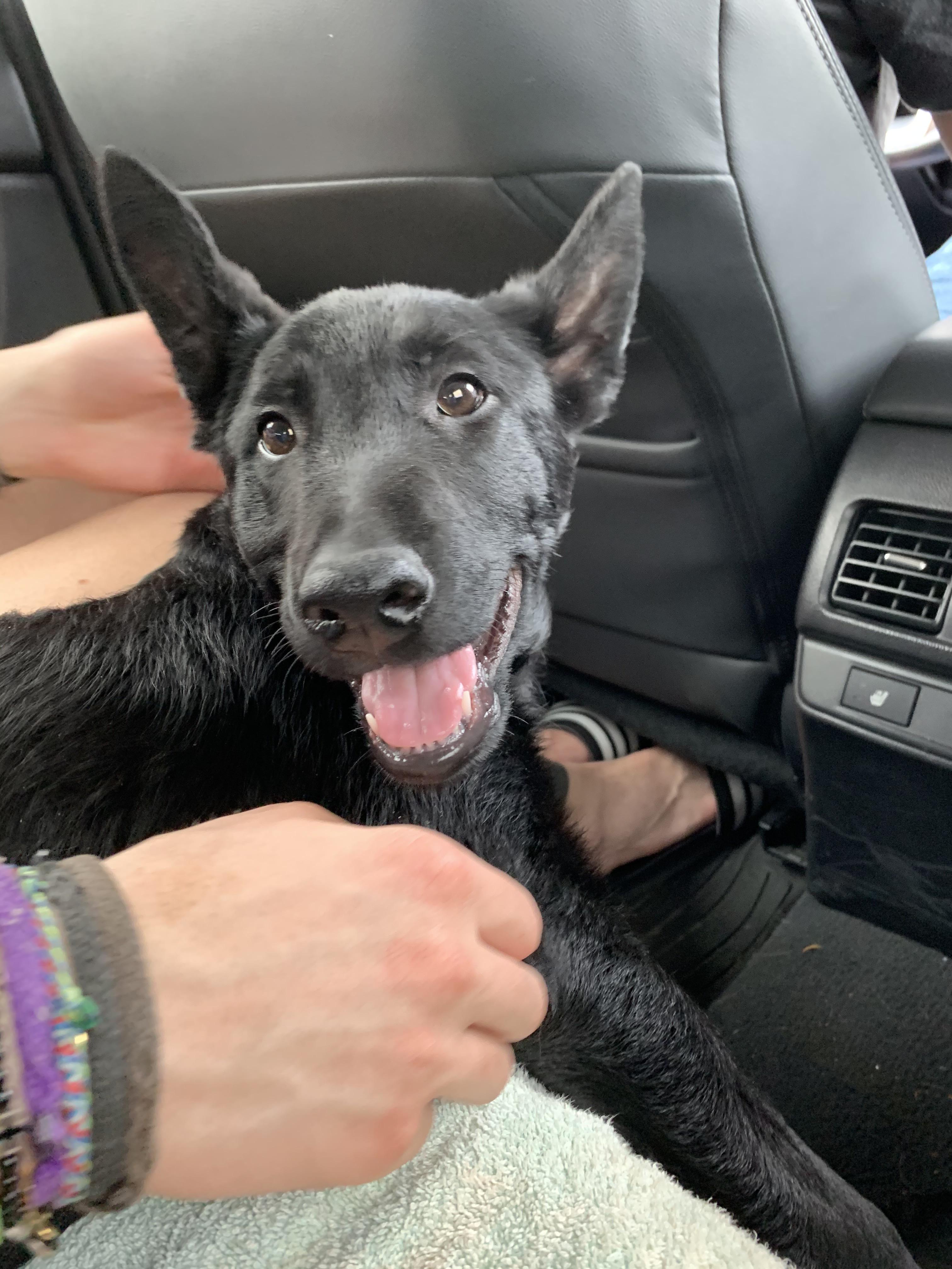 The boyfriend and I picked up this 12 week old, crooked eared boy today! Meet Leo! | Scrolller