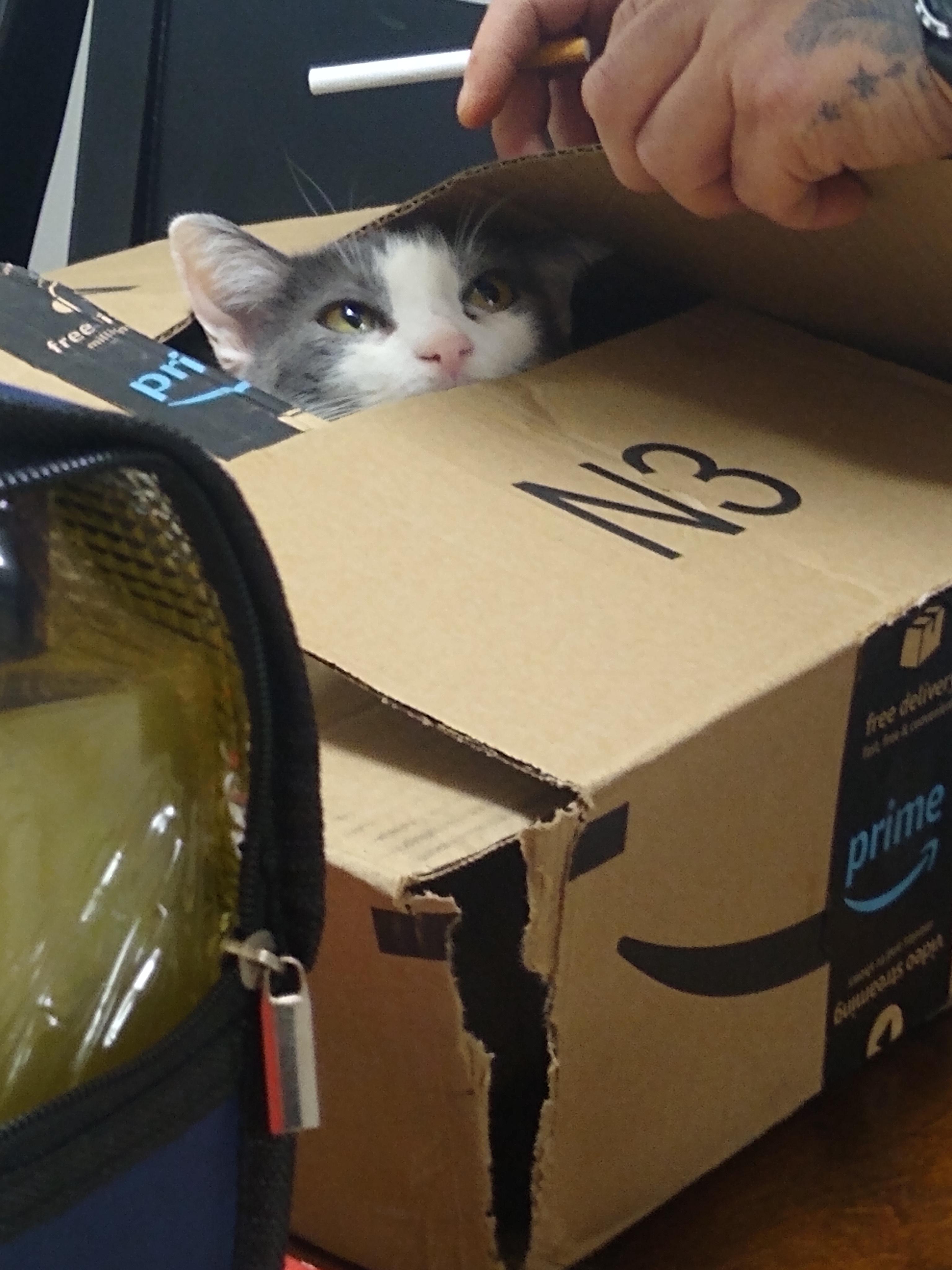 The cat in a box! | Scrolller