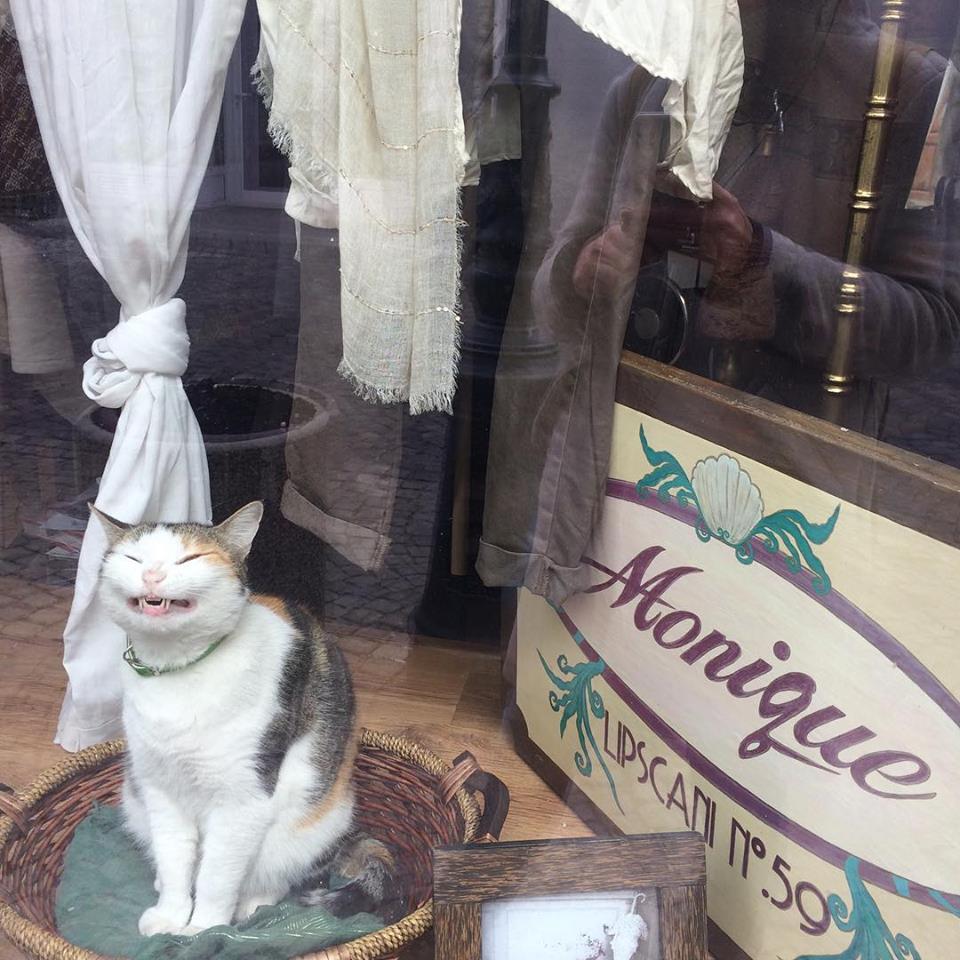 The cat in the window-shop | Scrolller