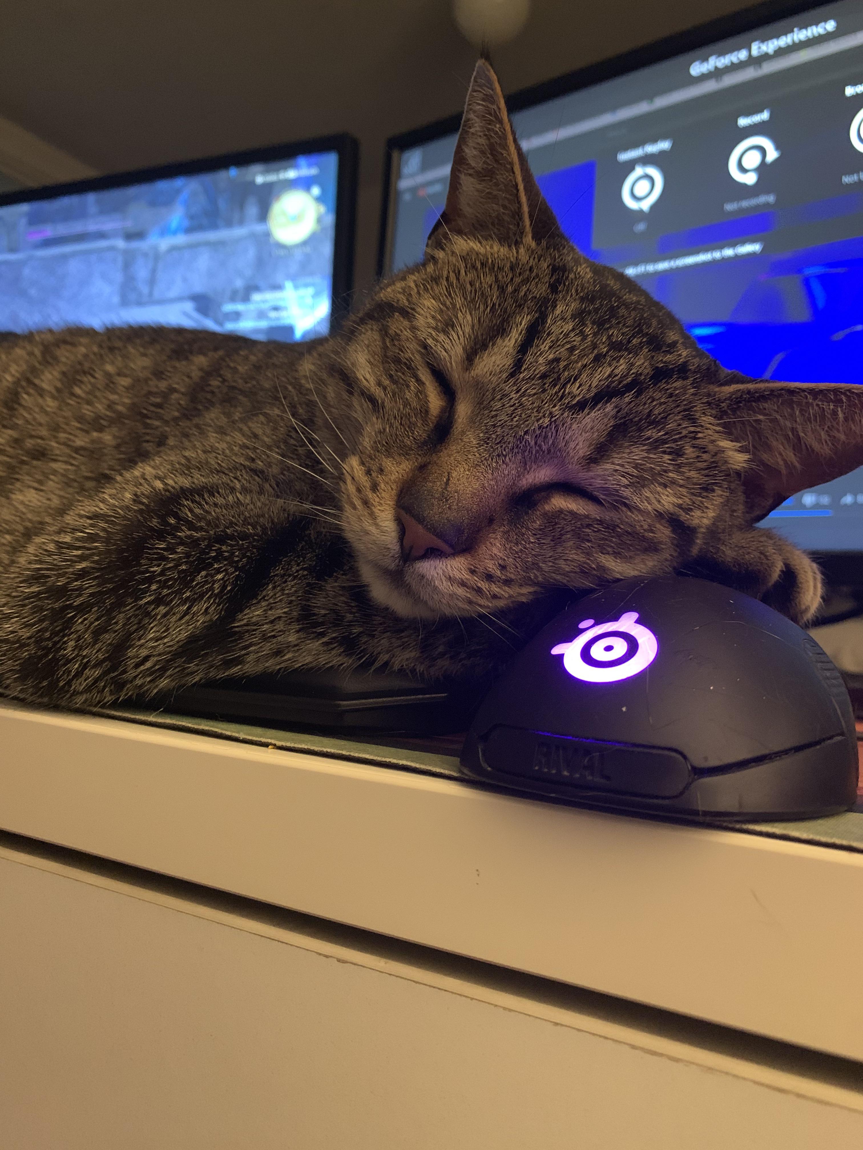 The cat sure knows how to get my undivided attention when I use the computer | Scrolller