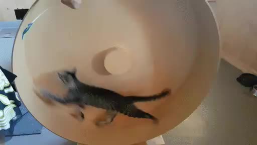 The chase | Scrolller