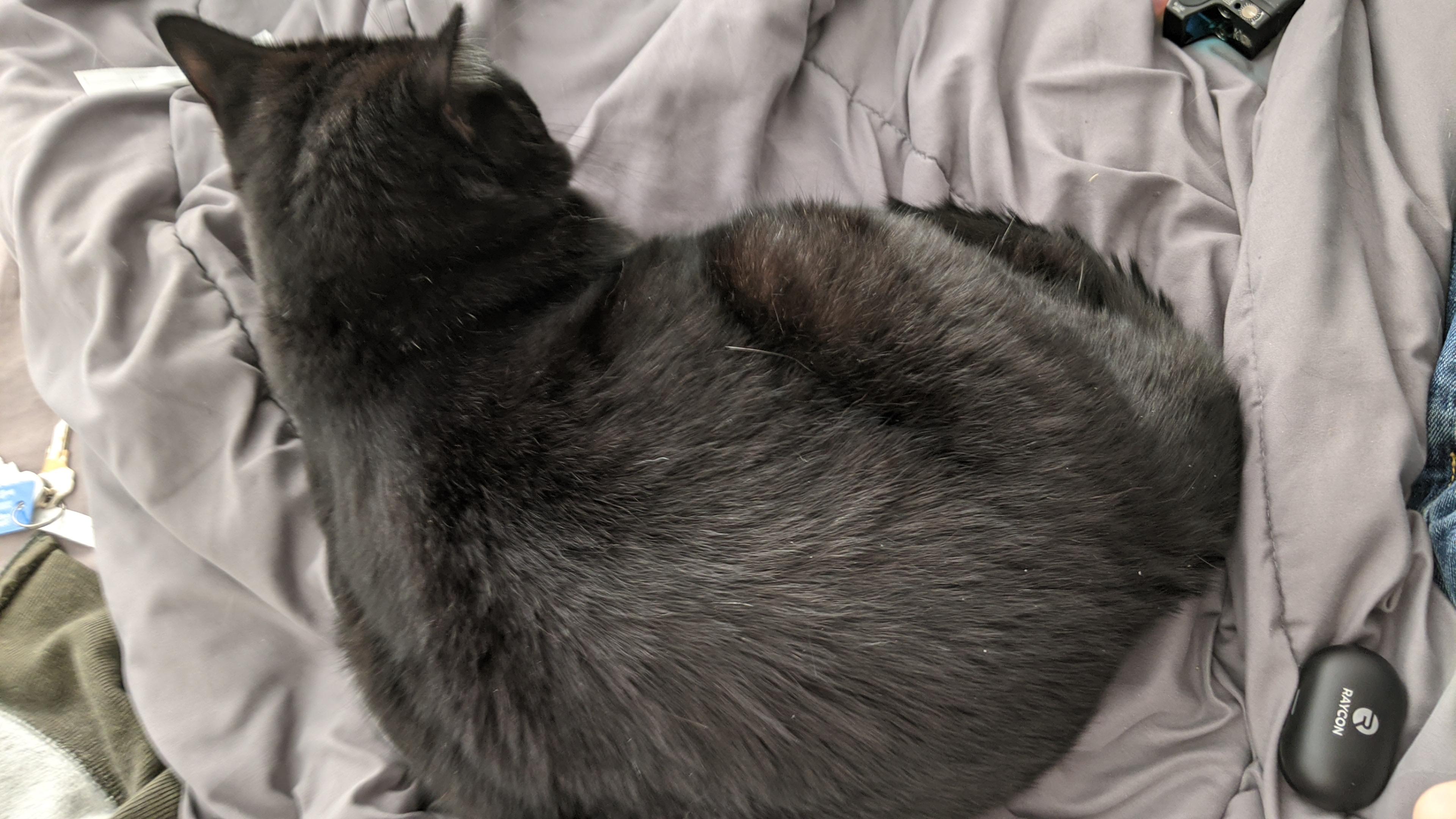 The chonk | Scrolller