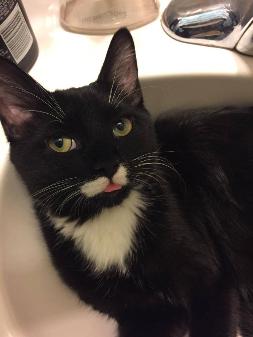 The classic "Oh did you need to wash your hands?" blep | Scrolller