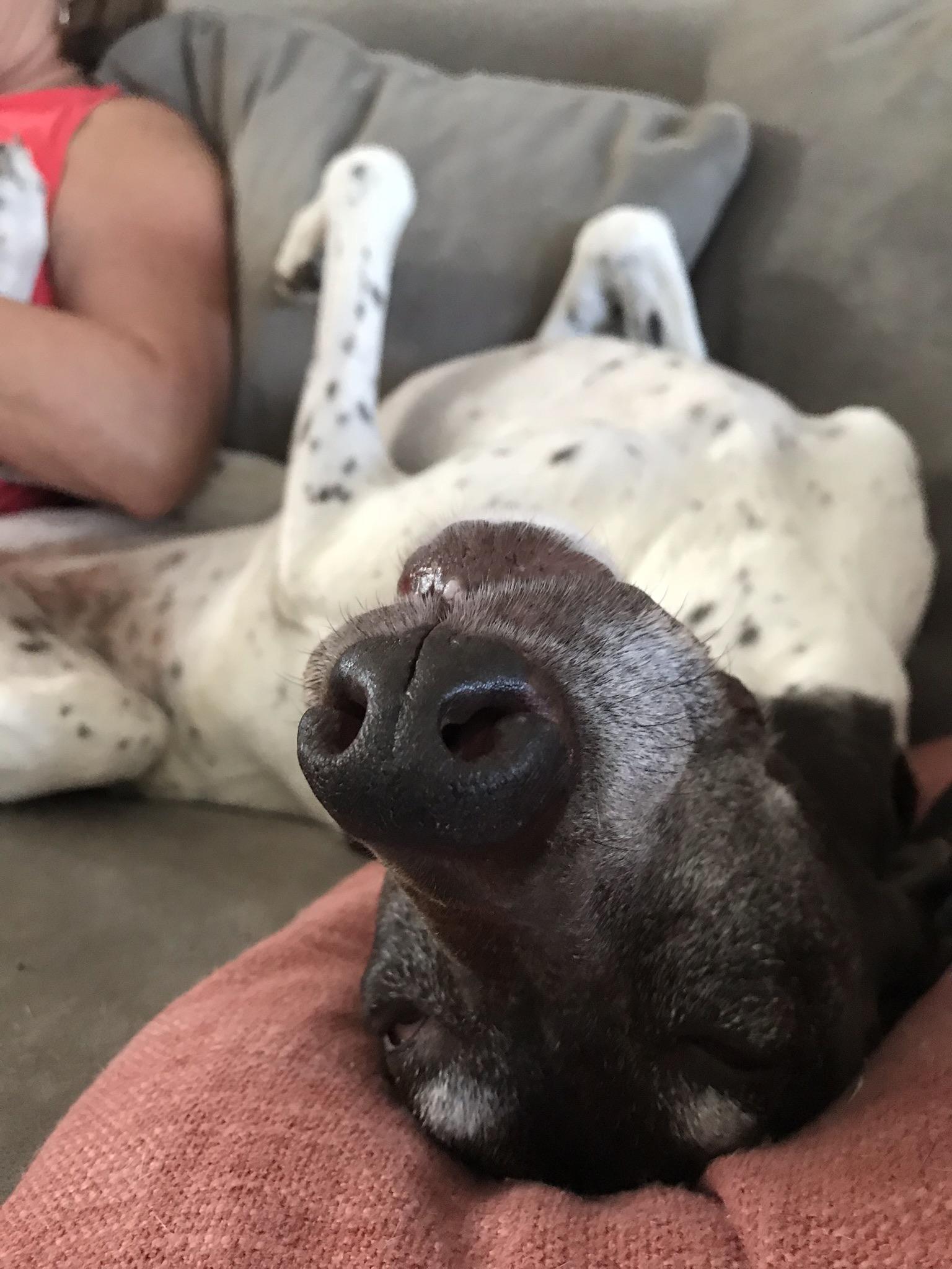 The contortionist | Scrolller