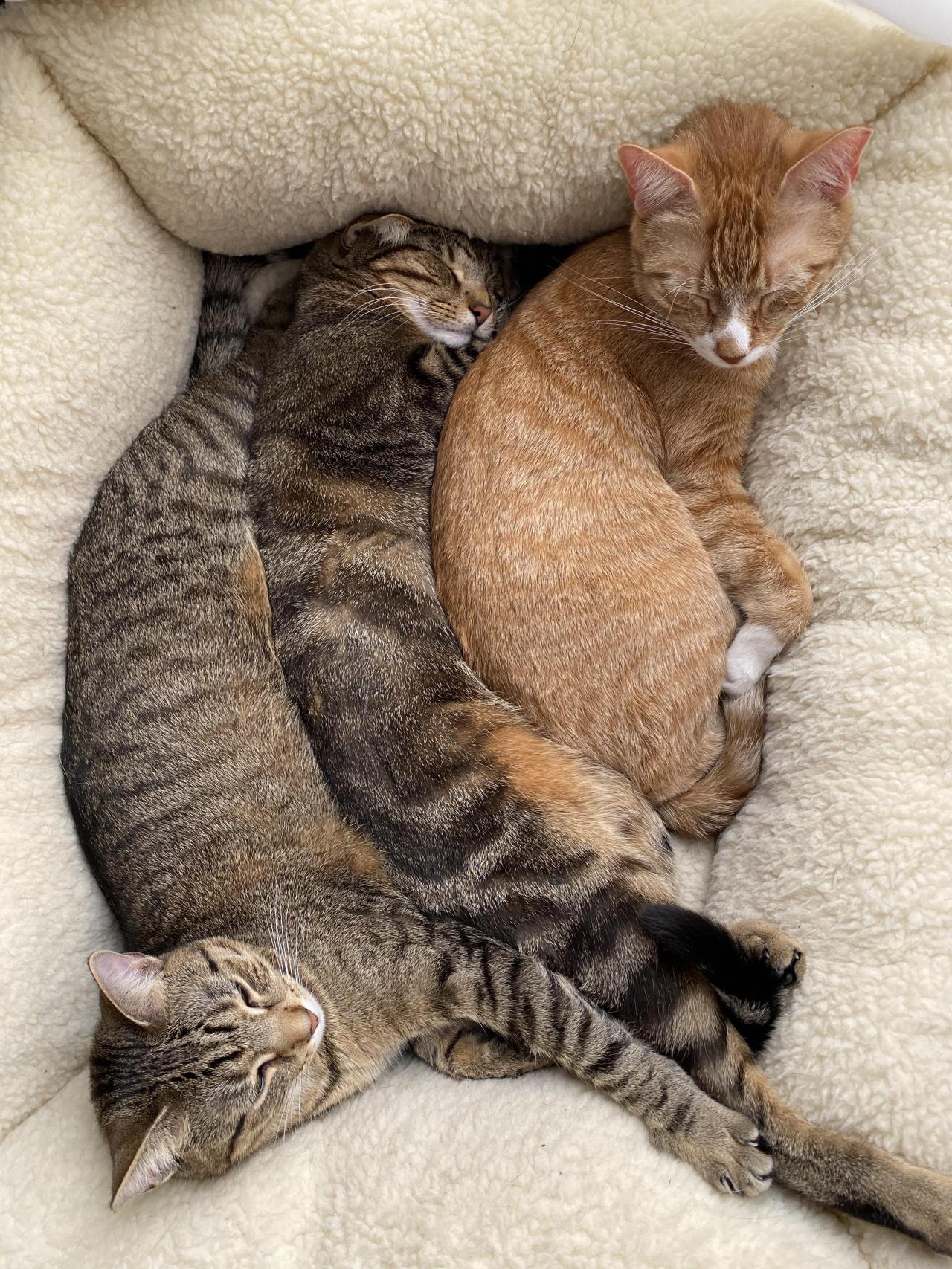 The Cuddle Puddle | Scrolller