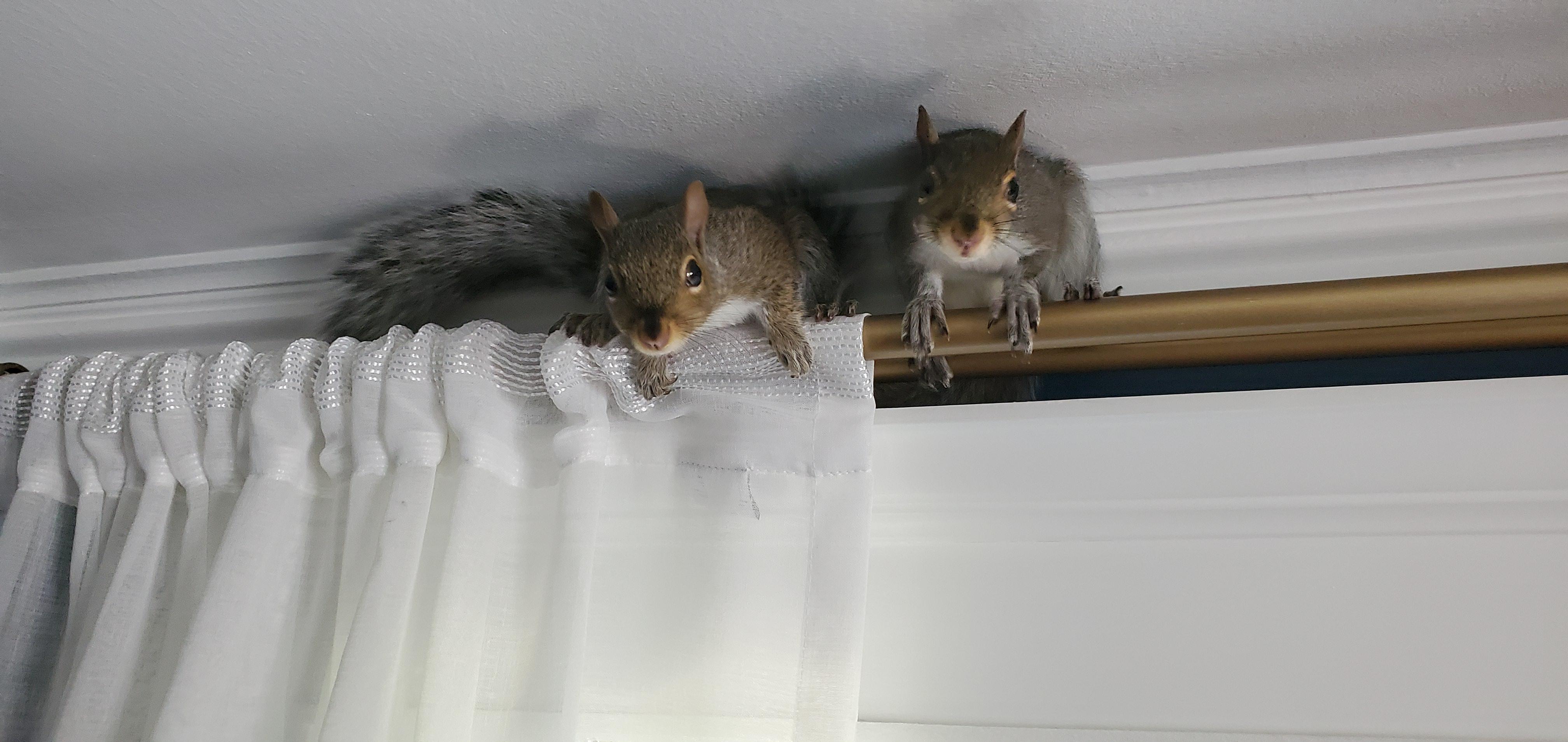 The cuteness > my curtains | Scrolller