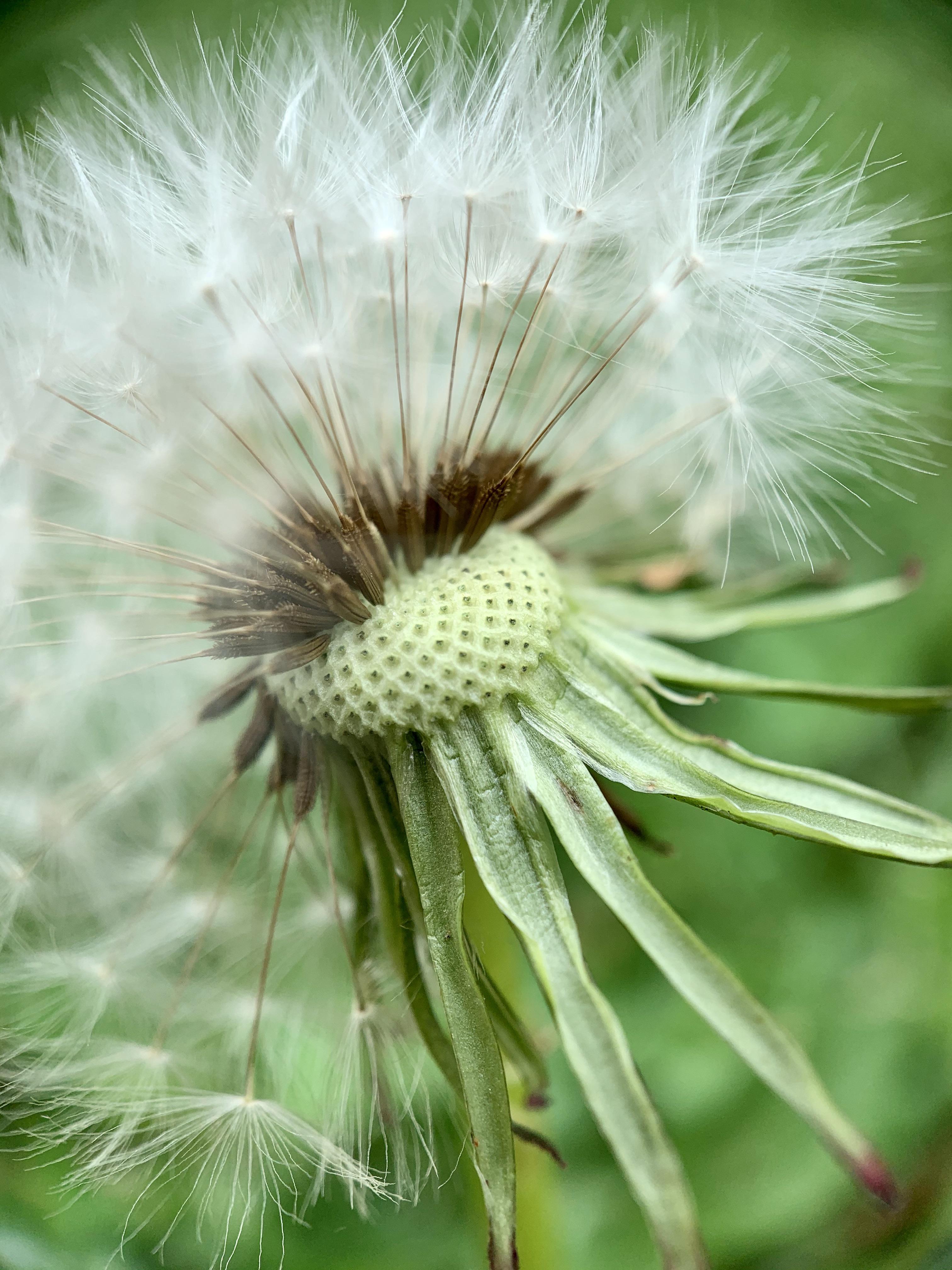 The dandiest of dandelions | Scrolller