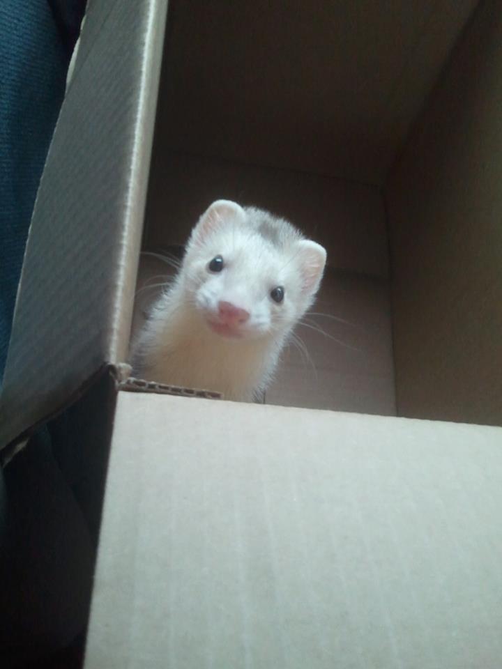 The day I brought him home. | Scrolller