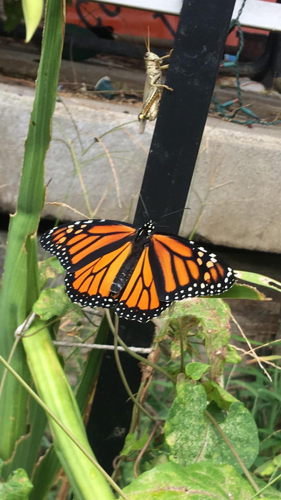 The diversity you get from letting your yard grow wild | Scrolller