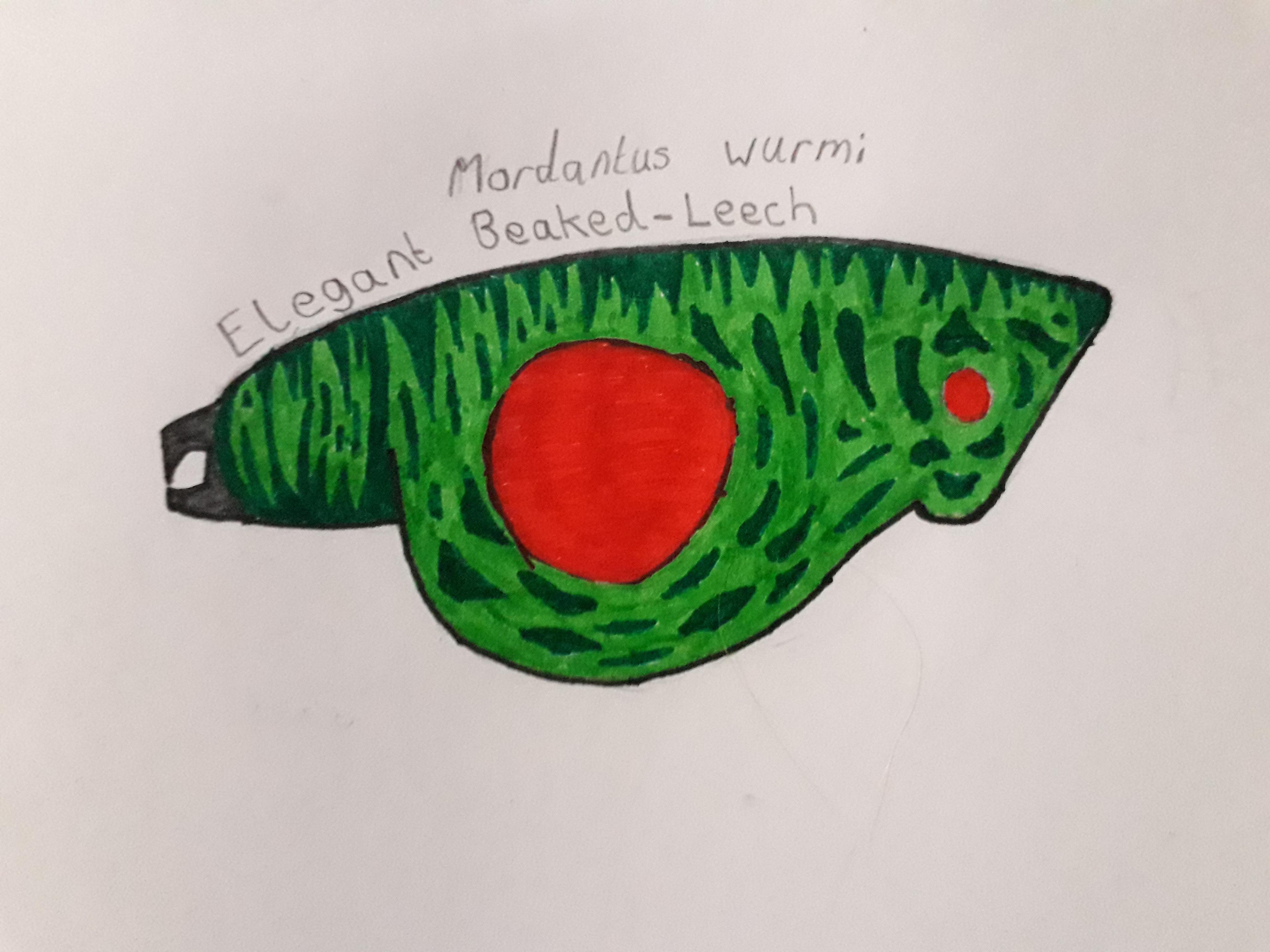 The Elegant Beaked-Leech | Scrolller