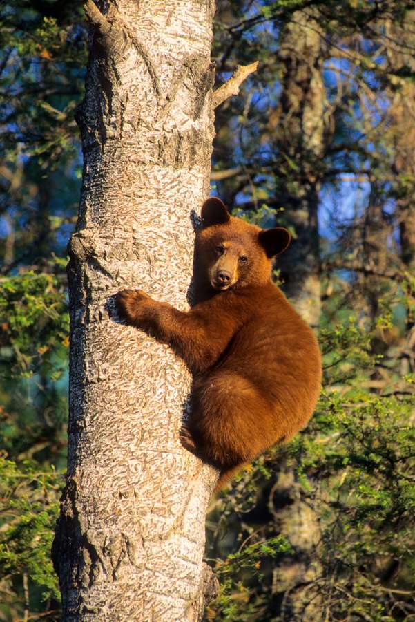 The elusive ginger bear | Scrolller