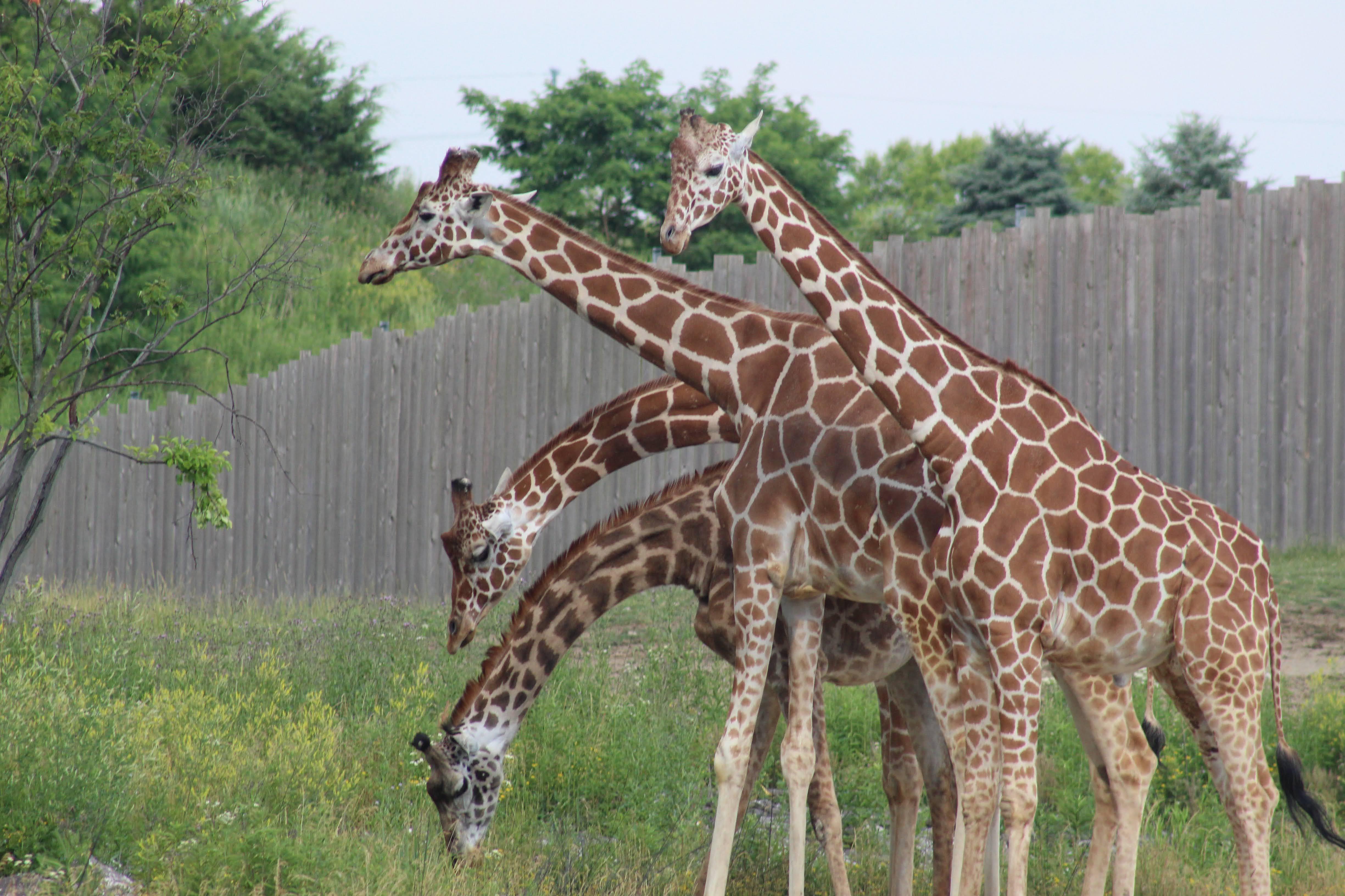 The elusive hydra giraffe | Scrolller