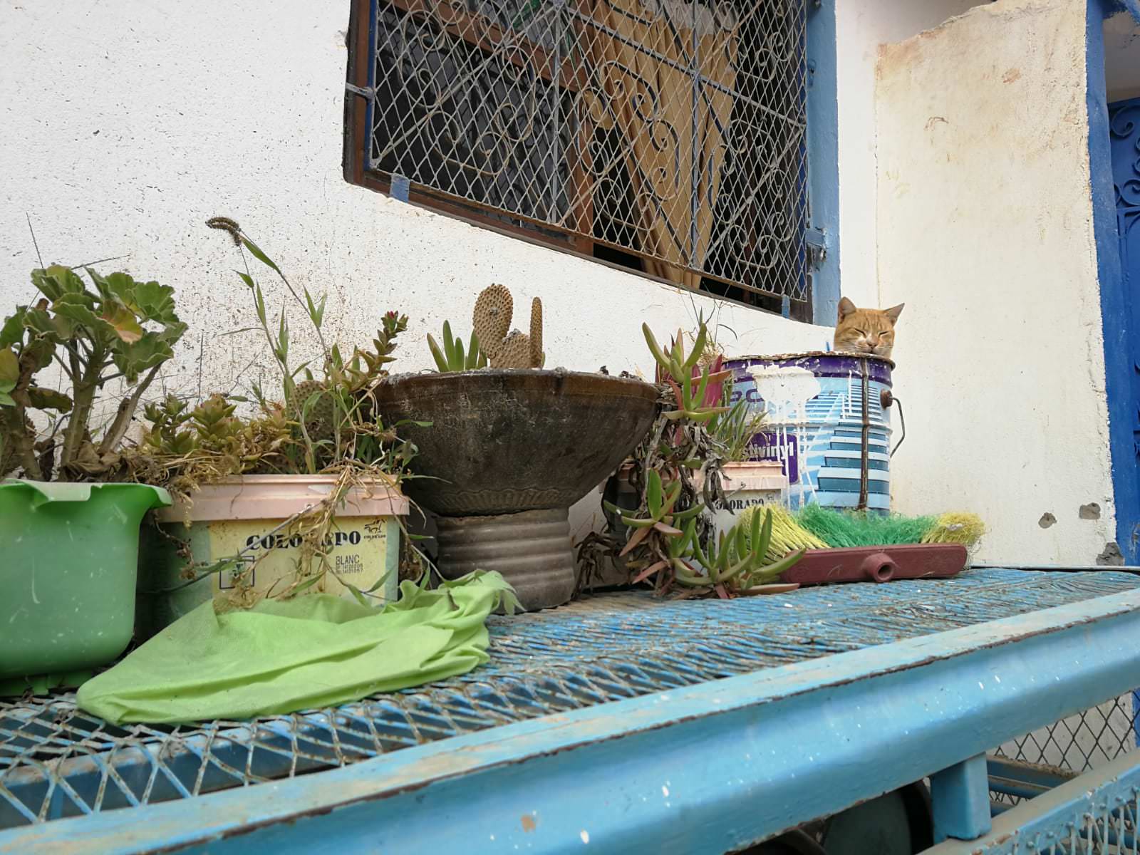 The elusive Moroccan paint pot cat | Scrolller