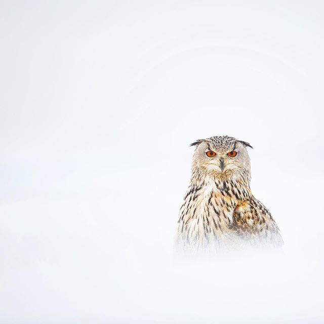 The Eurasian Eagle Owl | Scrolller
