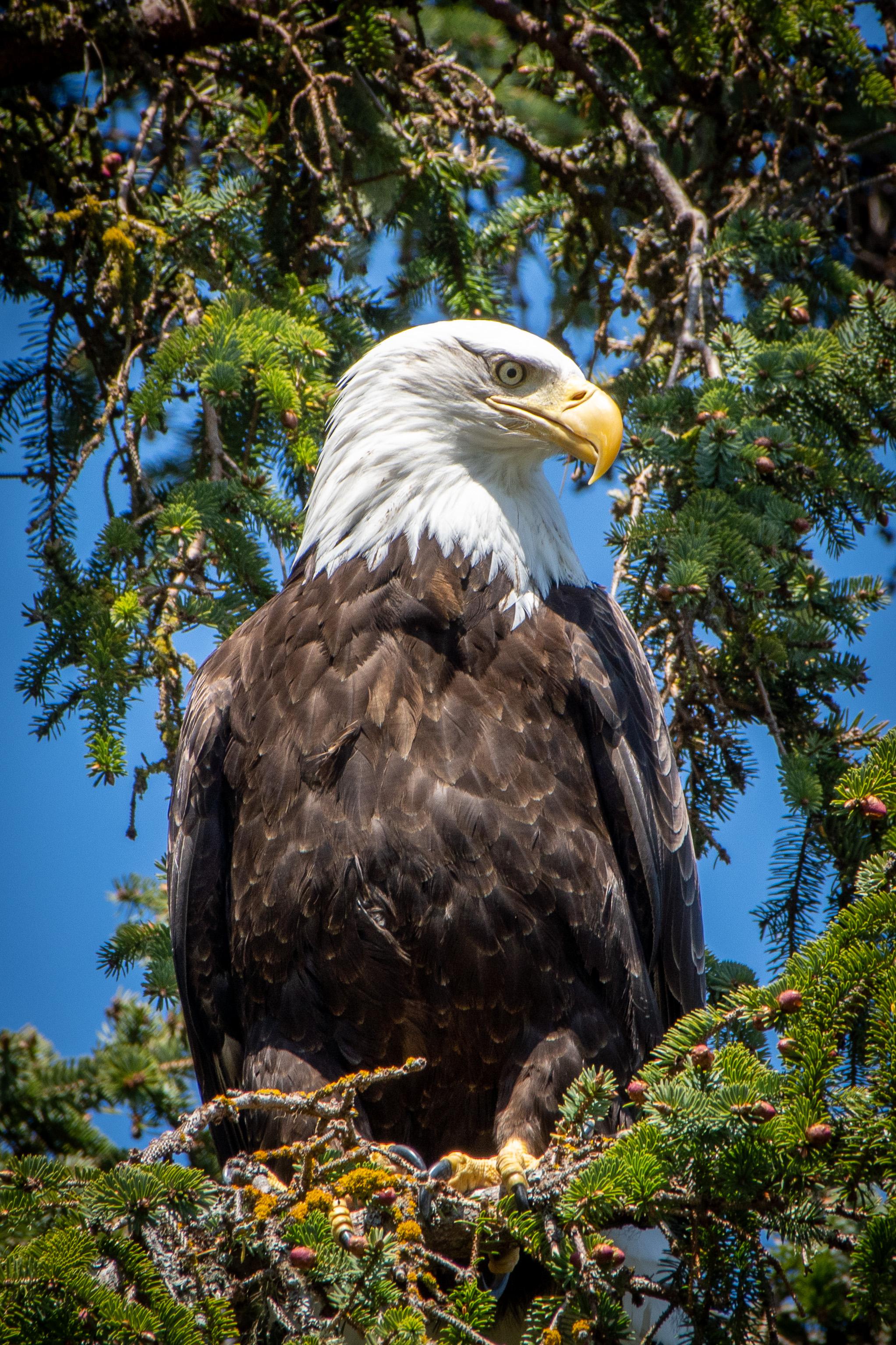 The ever majestic Bald Eagle | Scrolller