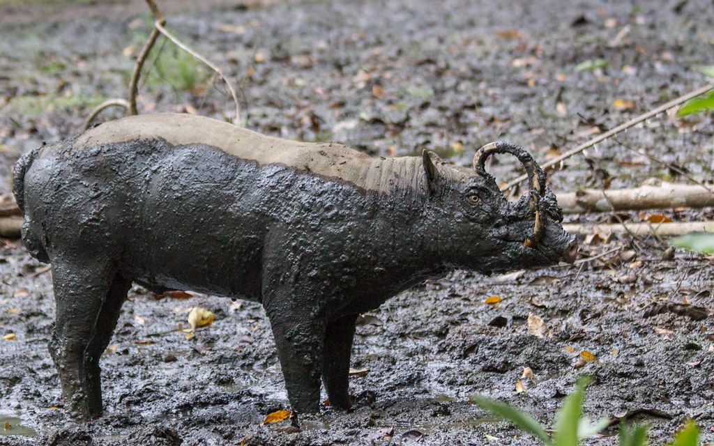 The eye of the mud beast | Scrolller