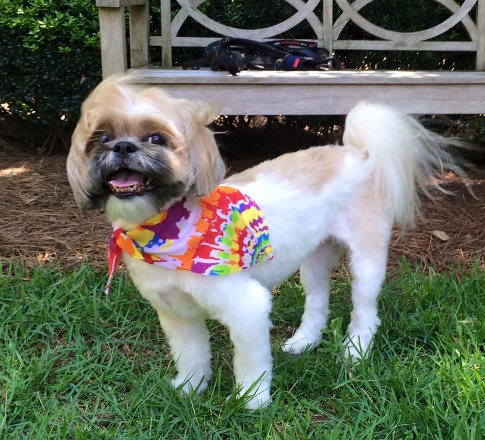 The fabulous Shih Tzu | Scrolller
