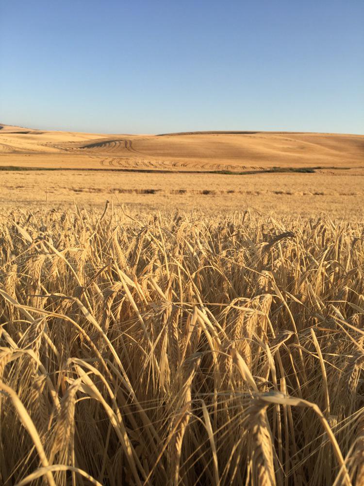 🔥 The fields of wheat on the Palouse | Scrolller