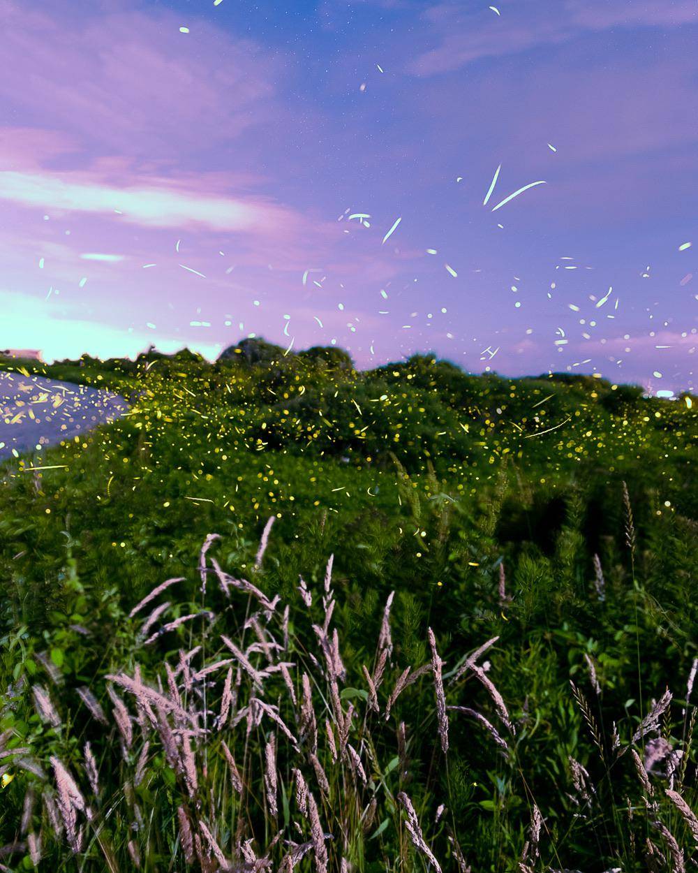 the fireflies at Camp Cronin have been unbelievable the last few nights! | Scrolller