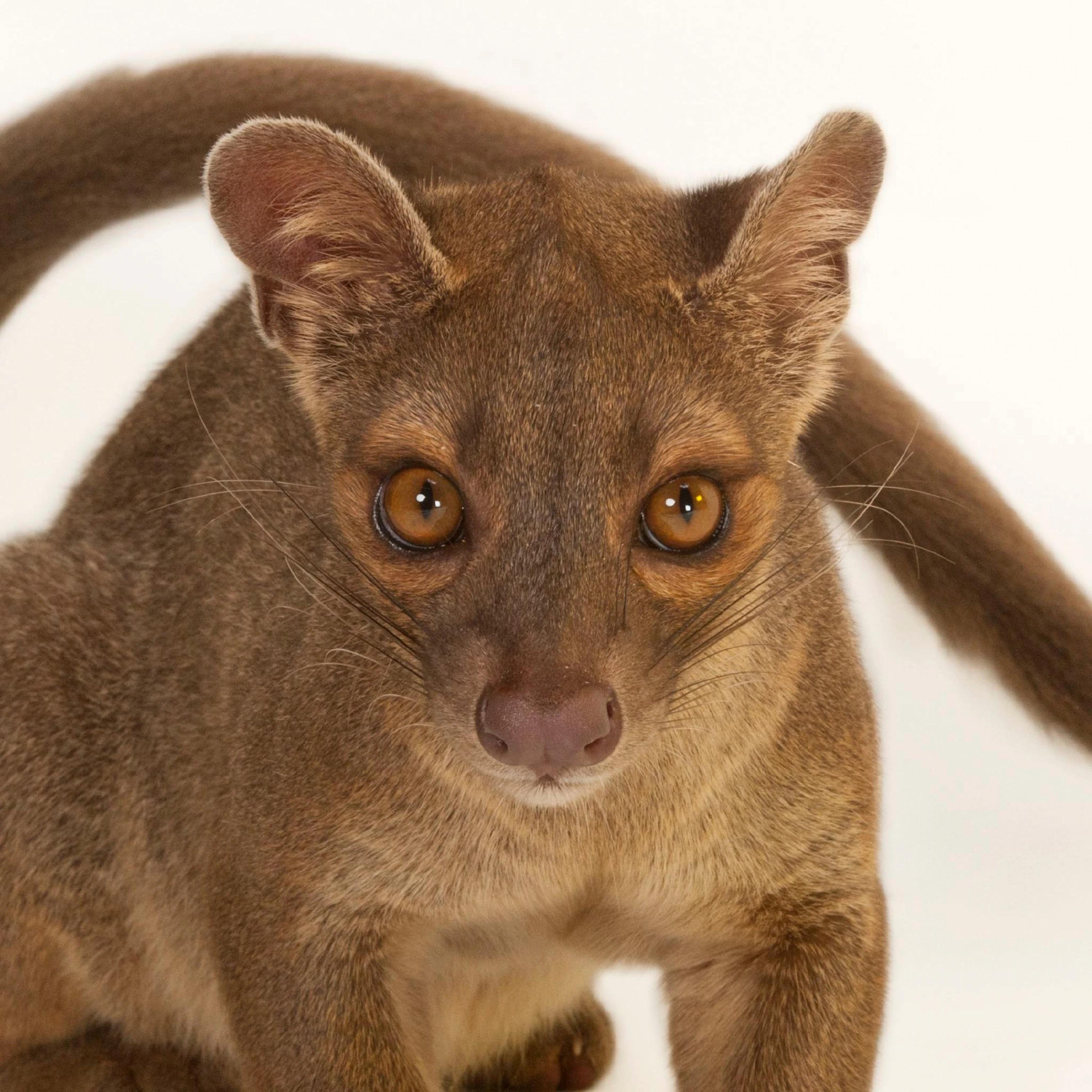 The fossa | Scrolller
