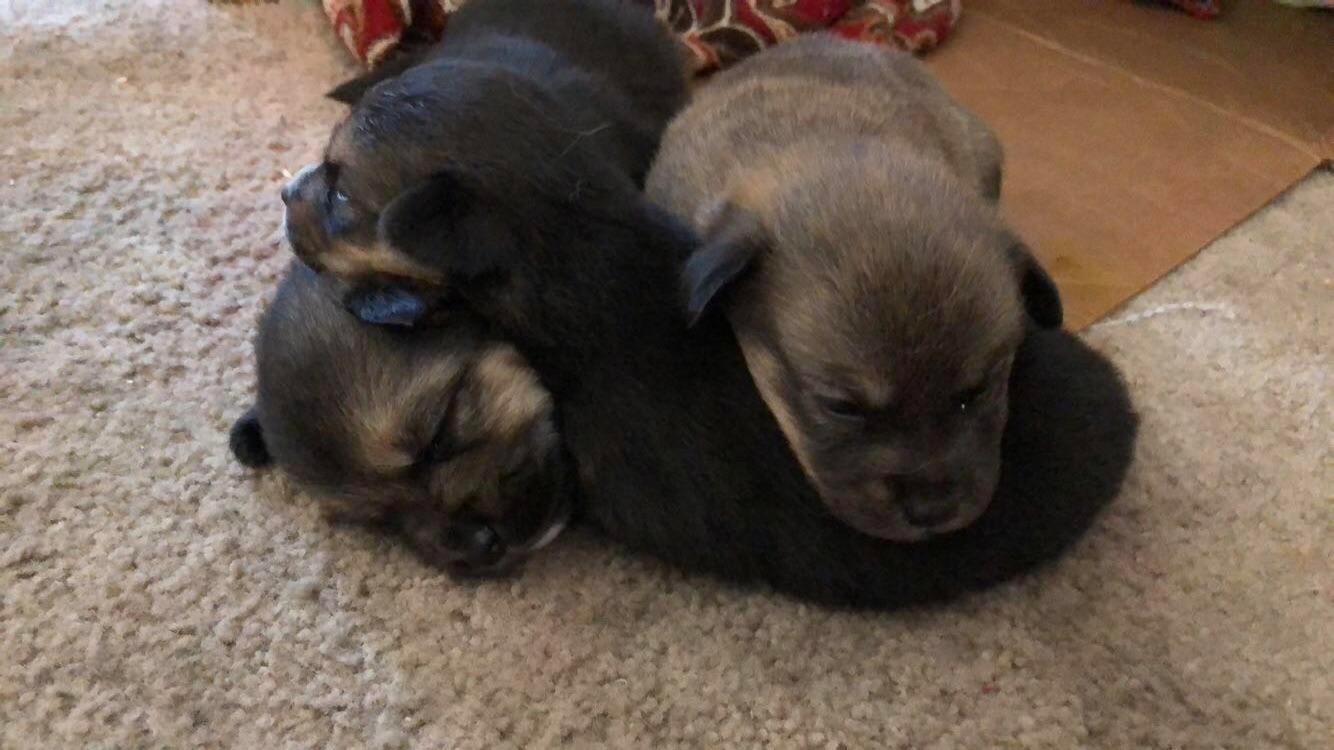 The Fourth Pupper Was Sleeping in My Lap. | Scrolller