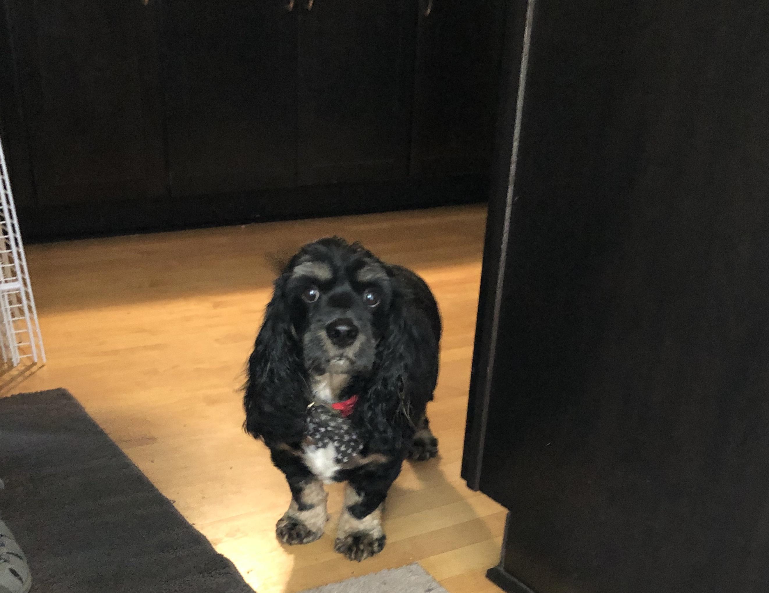 The fresh summer cut gives him the “cocker spaniel” look | Scrolller