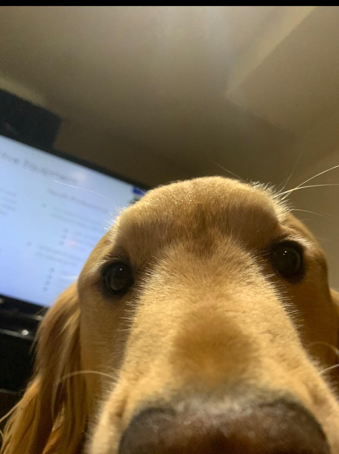 The goodest of boys | Scrolller