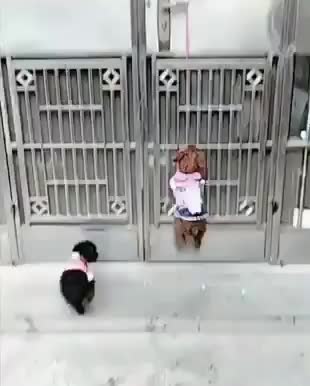 The great escape | Scrolller