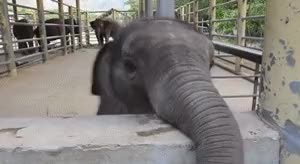 The head tilt kills me | Scrolller