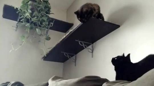 The High Ground Advantage Slap | Scrolller