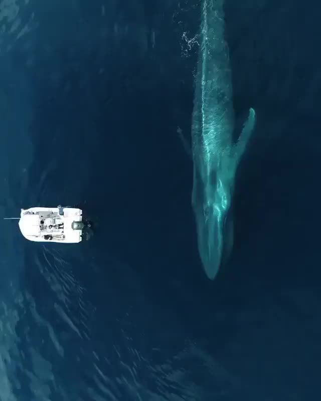 The huge size of this whale | Scrolller