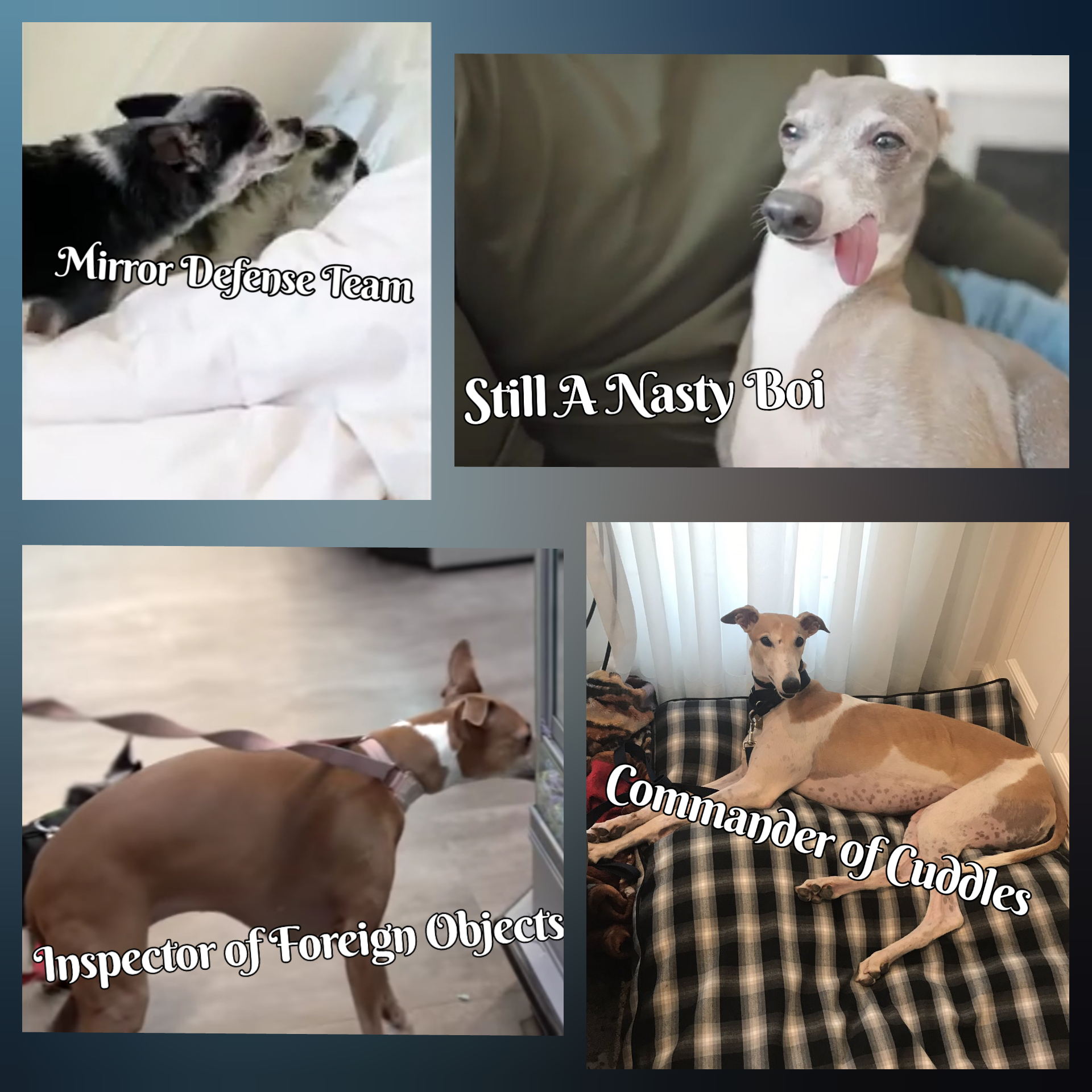 The iconic four | Scrolller