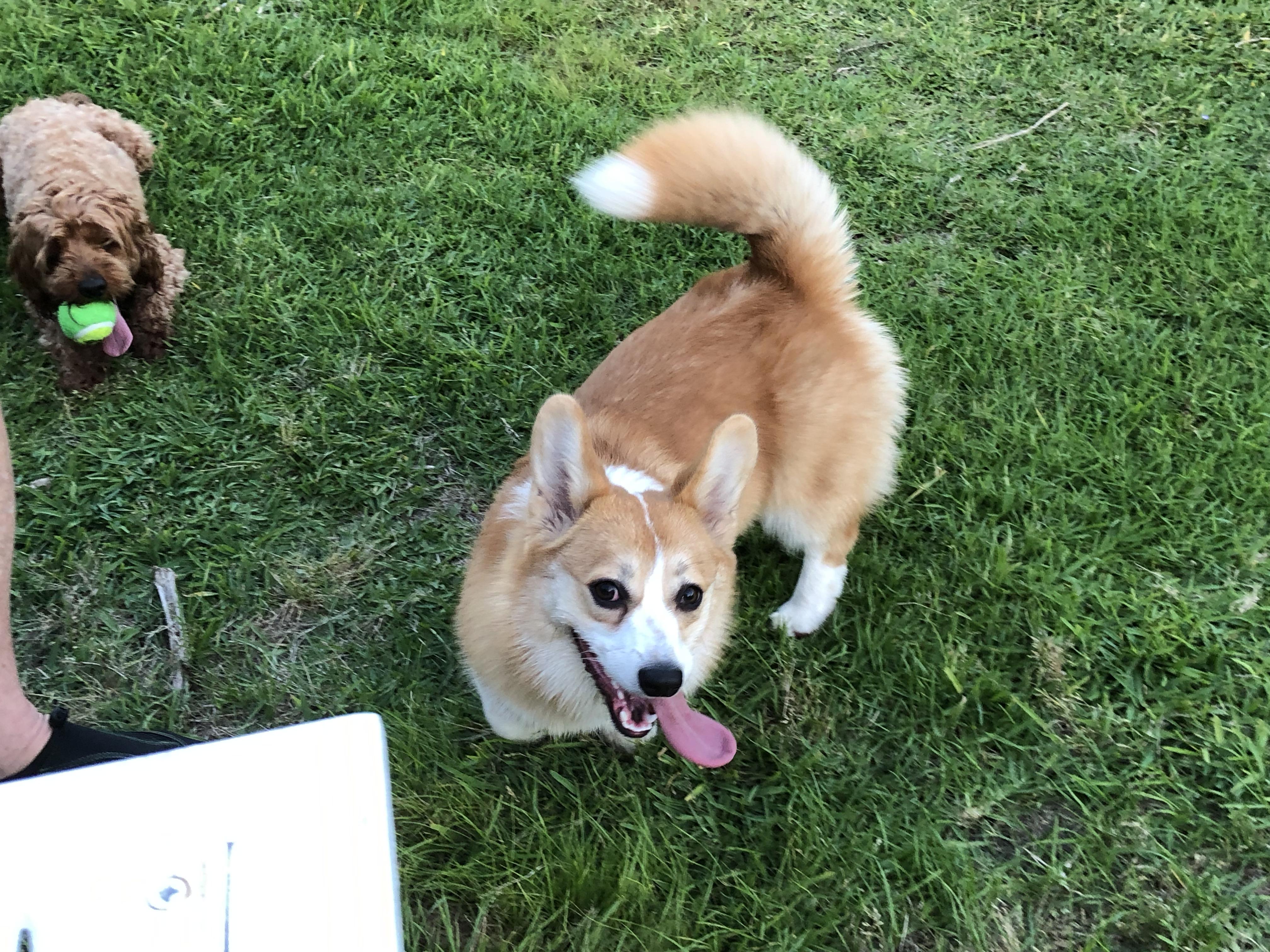 The Joy of Fetch | Scrolller