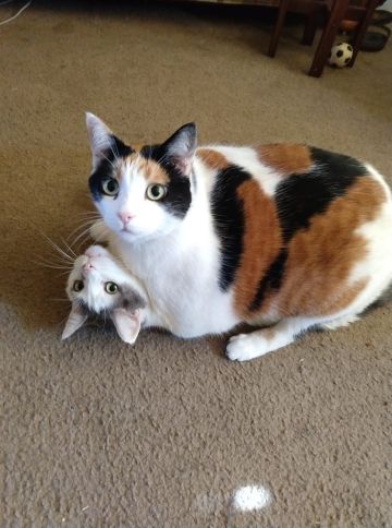 the king of chonks | Scrolller