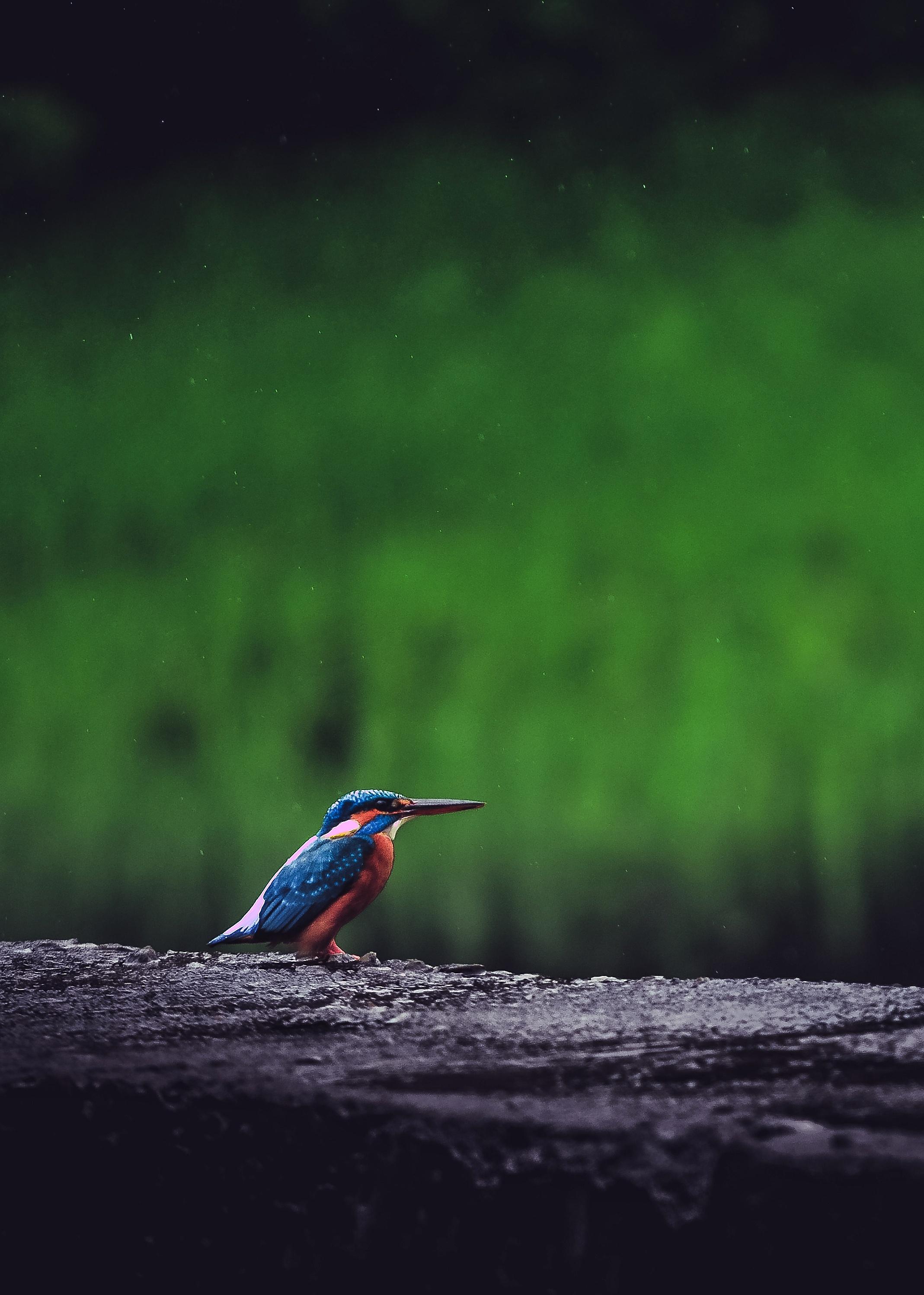 The Kingfisher. | Scrolller