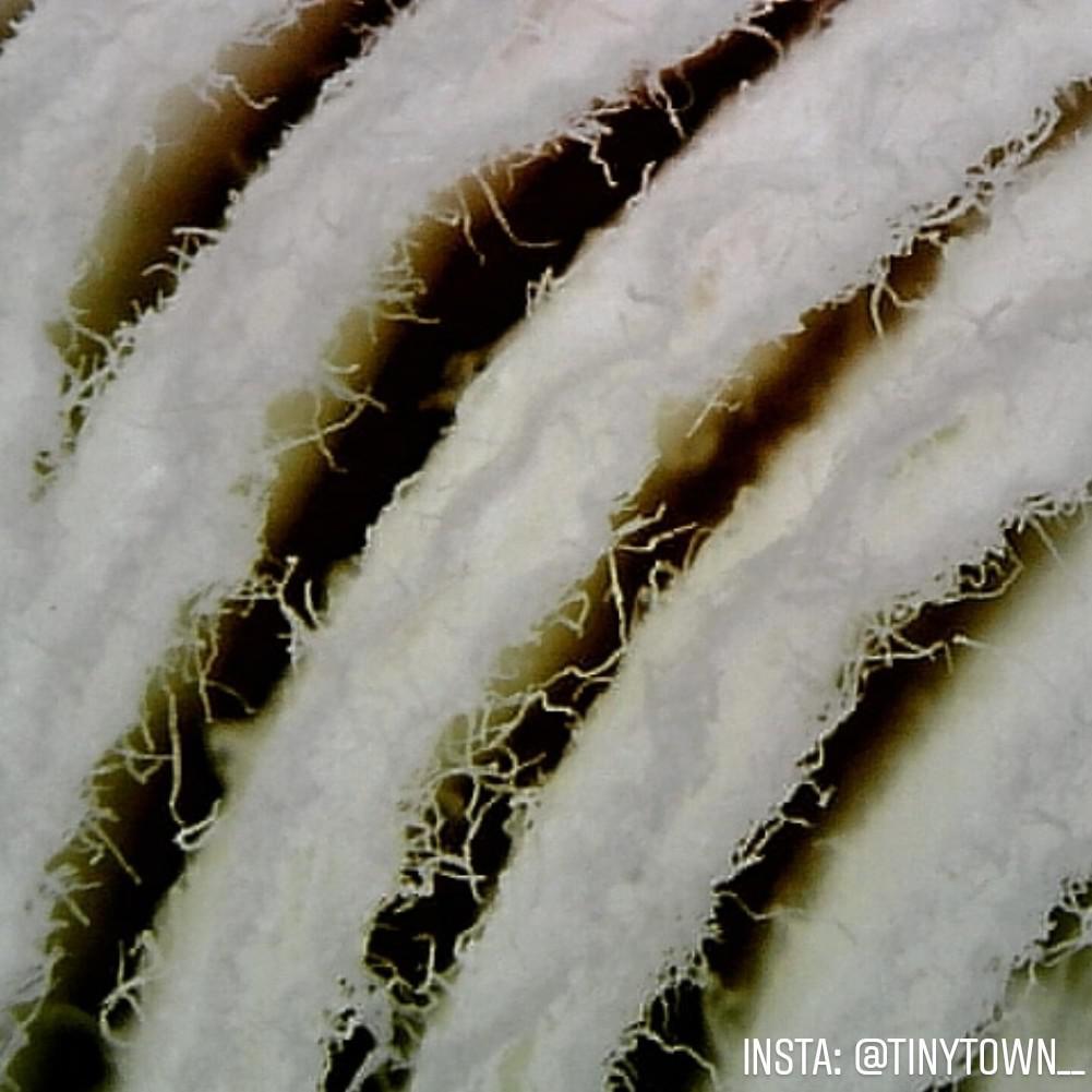 The layers of a toilet paper roll | Scrolller