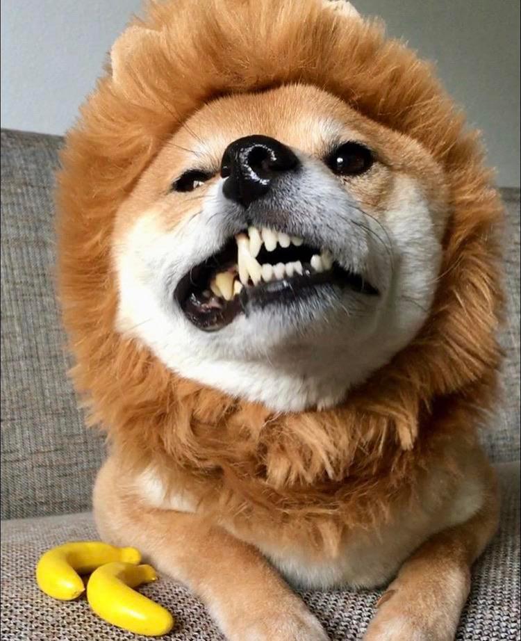 (The Lion King 2019) | Scrolller