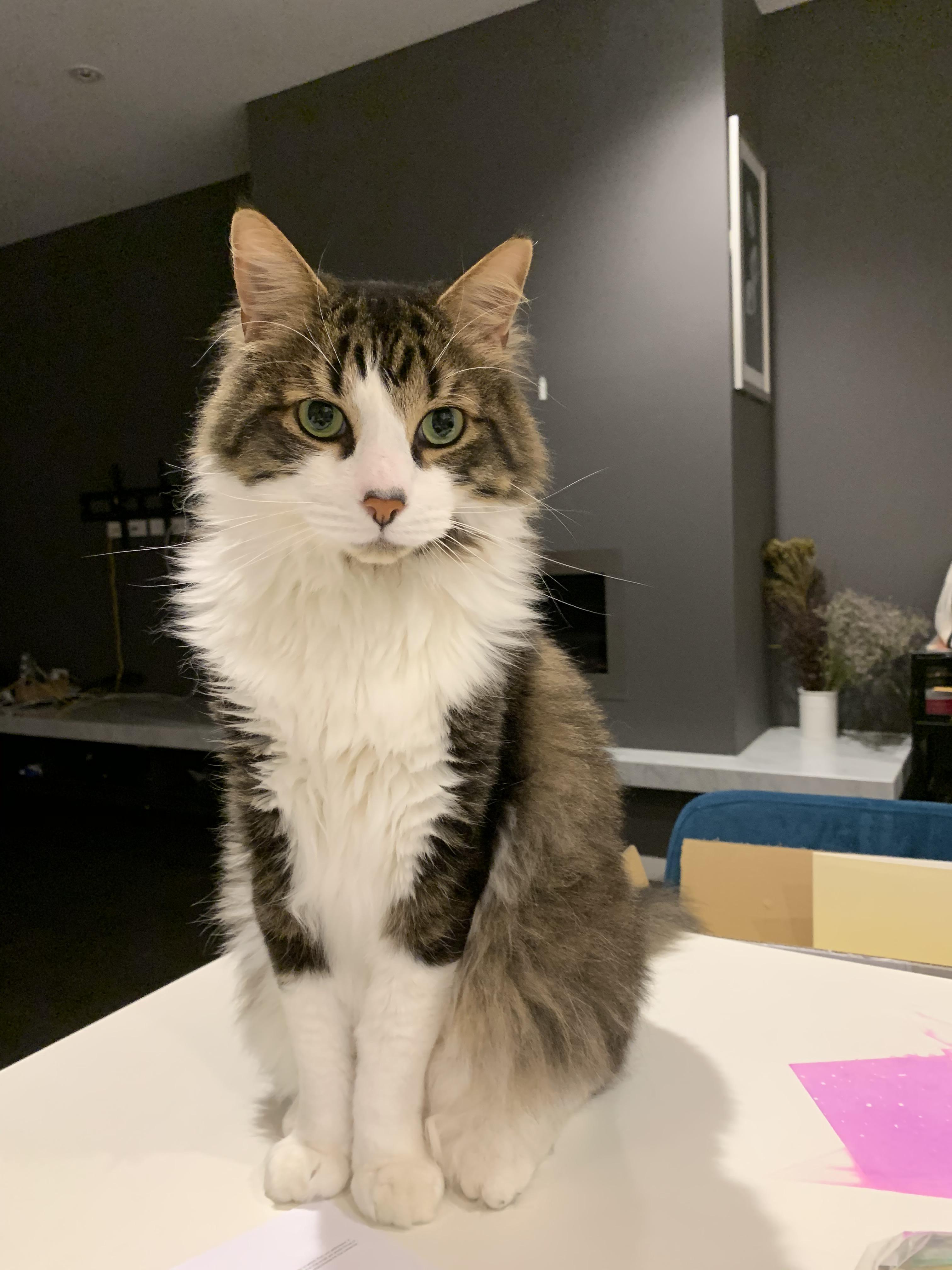 The little devil who owns my life - Barney | Scrolller